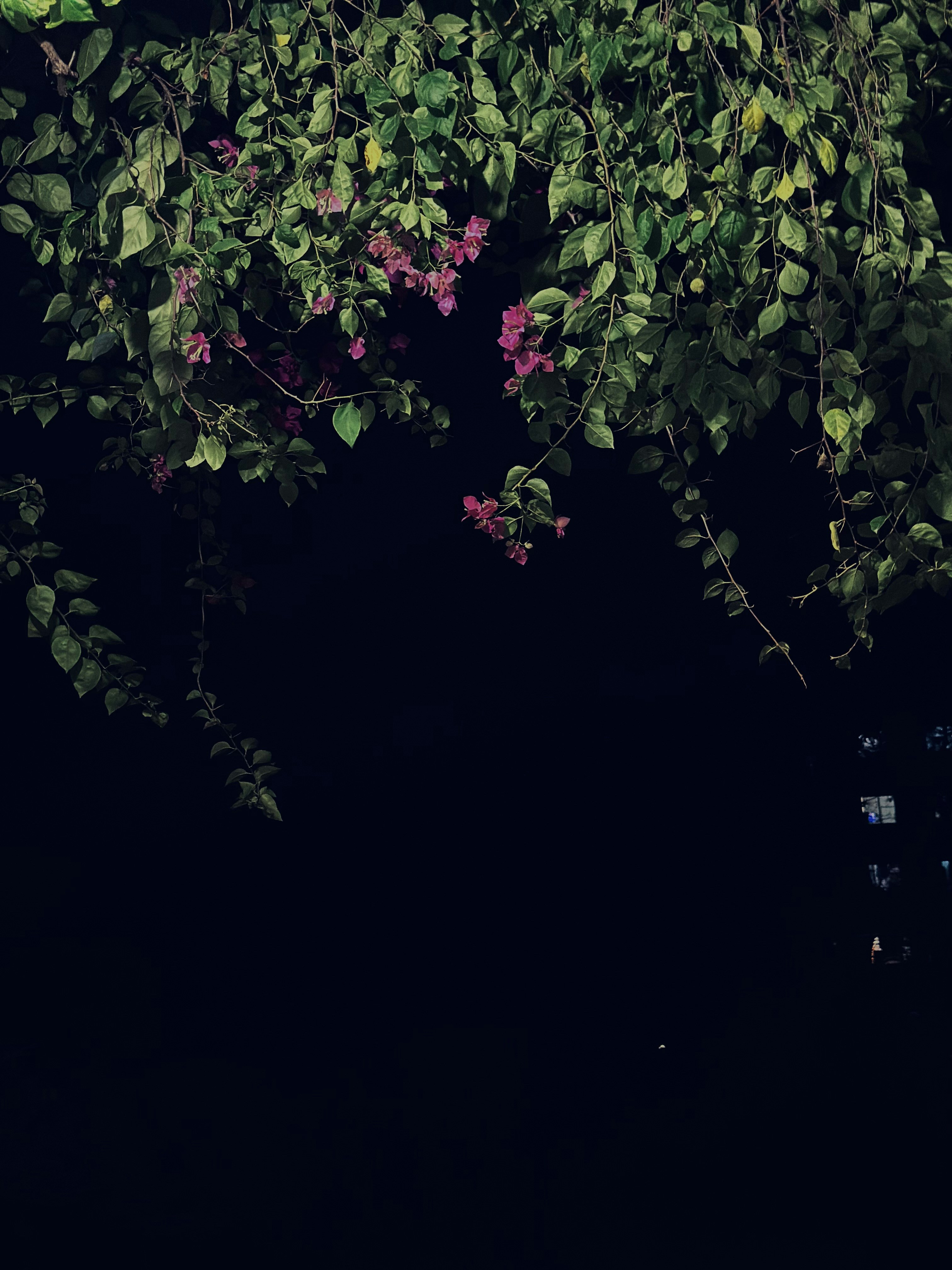 Nocturnal Canopy: Pink Blooms Thread a Velvet Green Tangle