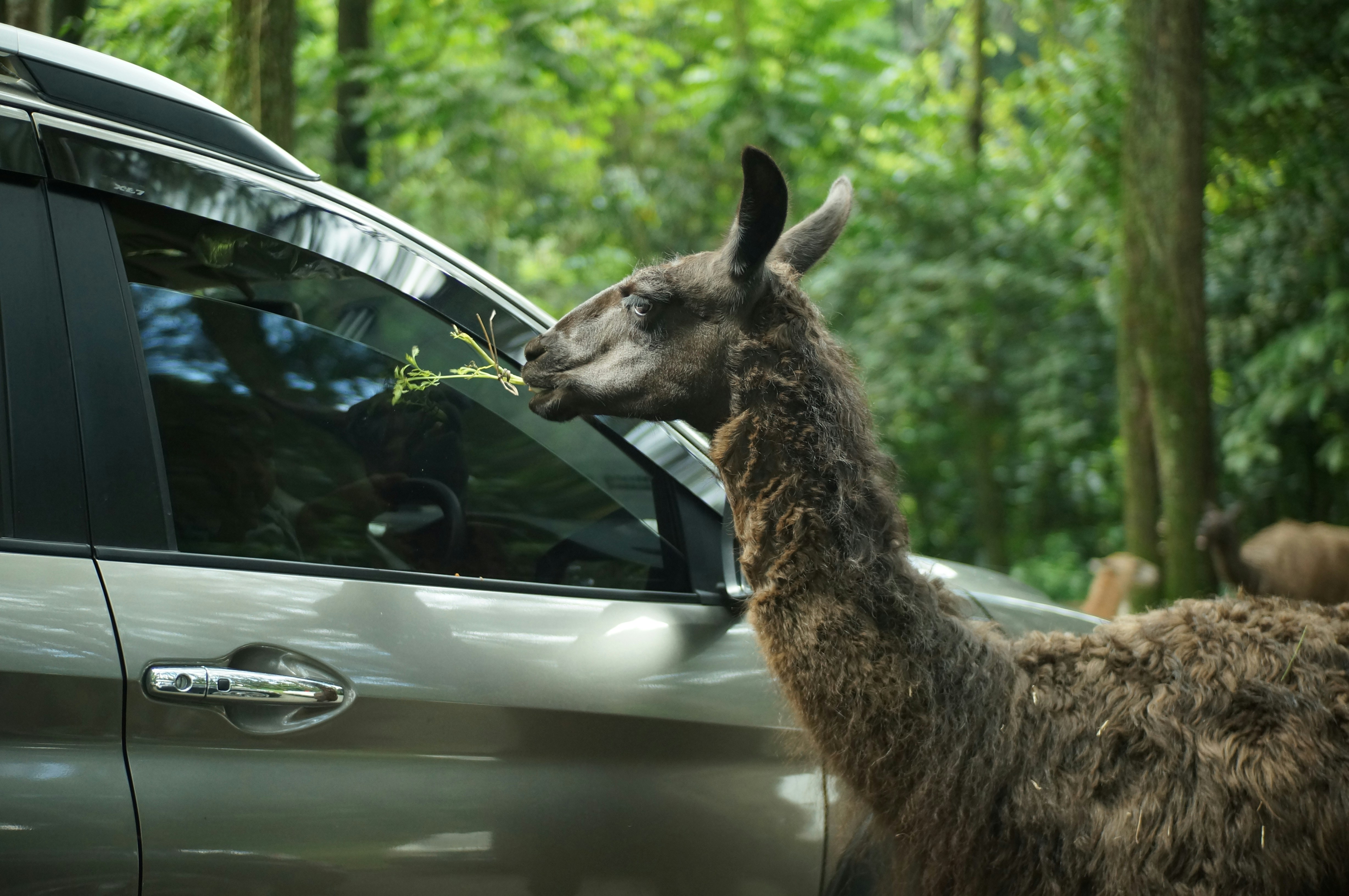 Branch-Bearing Llama: A Forest Roadside Window Encounter