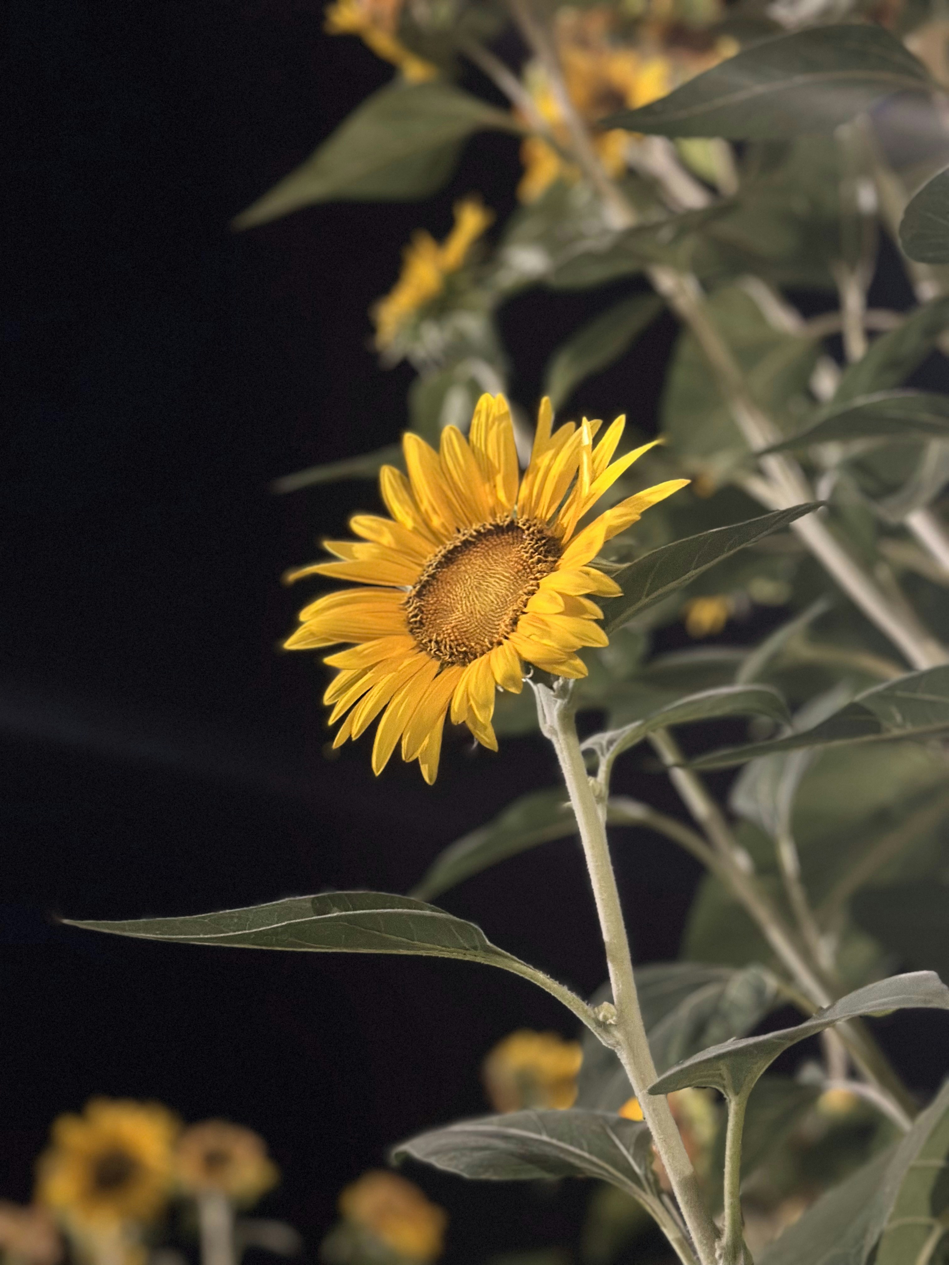 Night Bloom: A Sunflower Reaches Toward Hidden Light