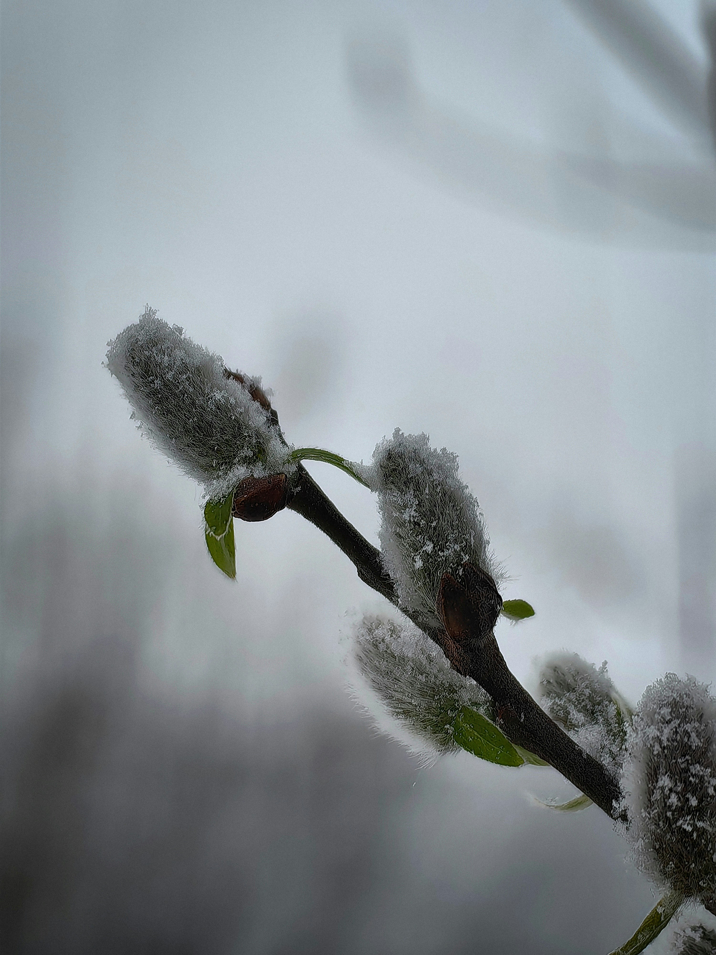 Close-up of frost-coated pussy-willow buds along a thin branch, with soft bokeh suggesting a snowy landscape.