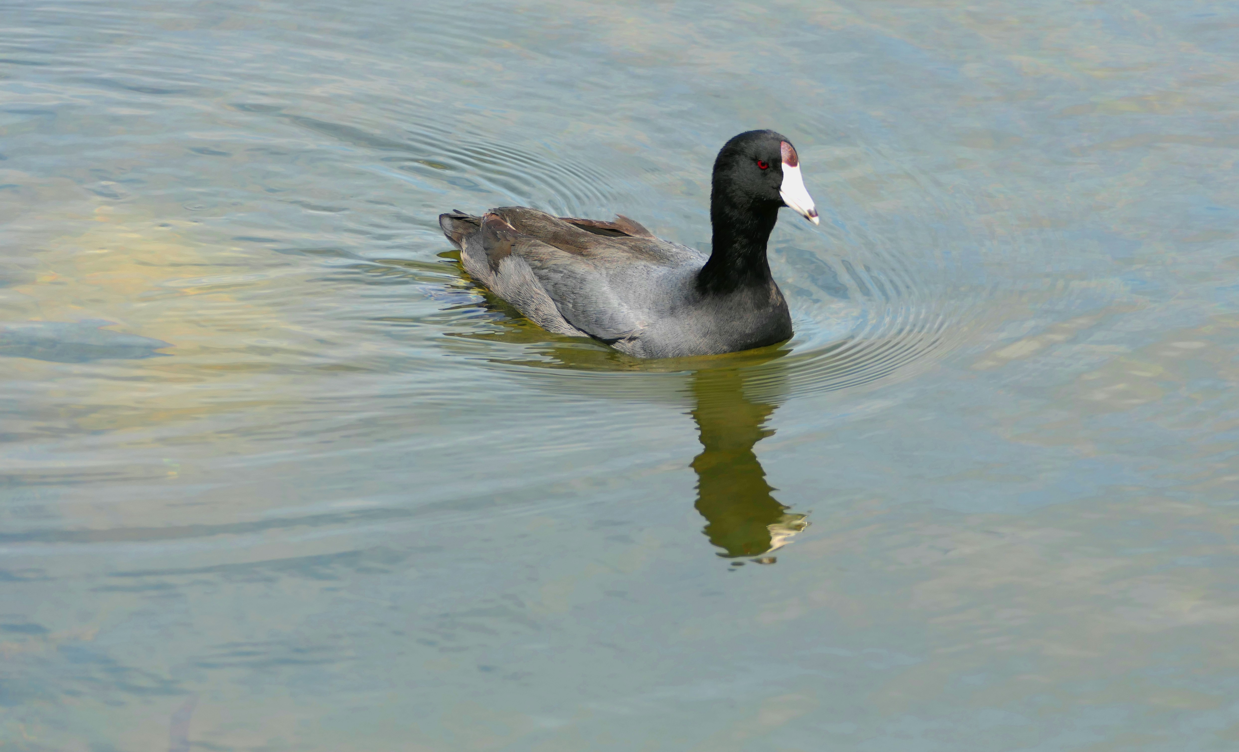 The American Coot