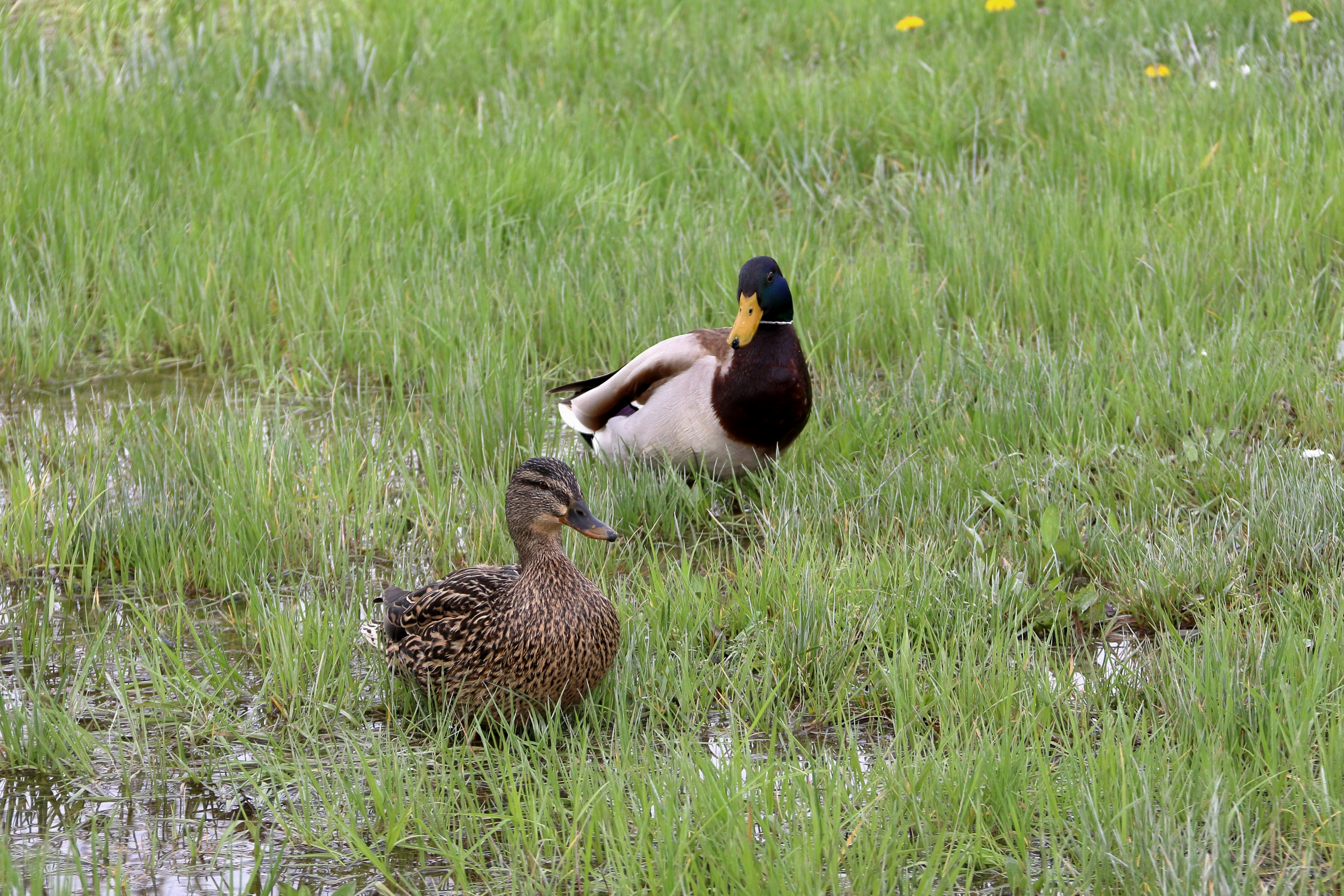 Green-Head and Brown: Mallards on the Marsh Edge