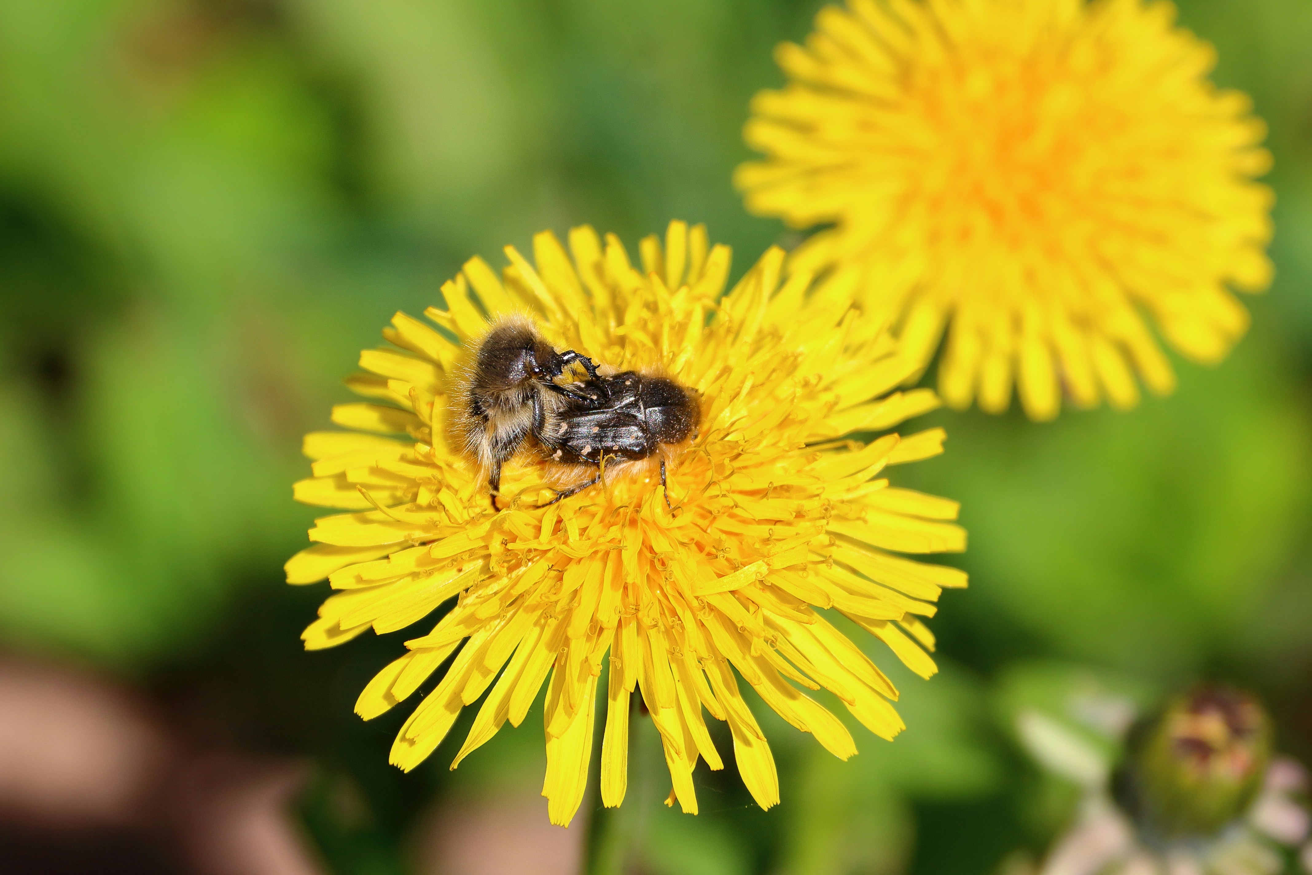 Photo by Timi Gaier with Canon EOS 650D