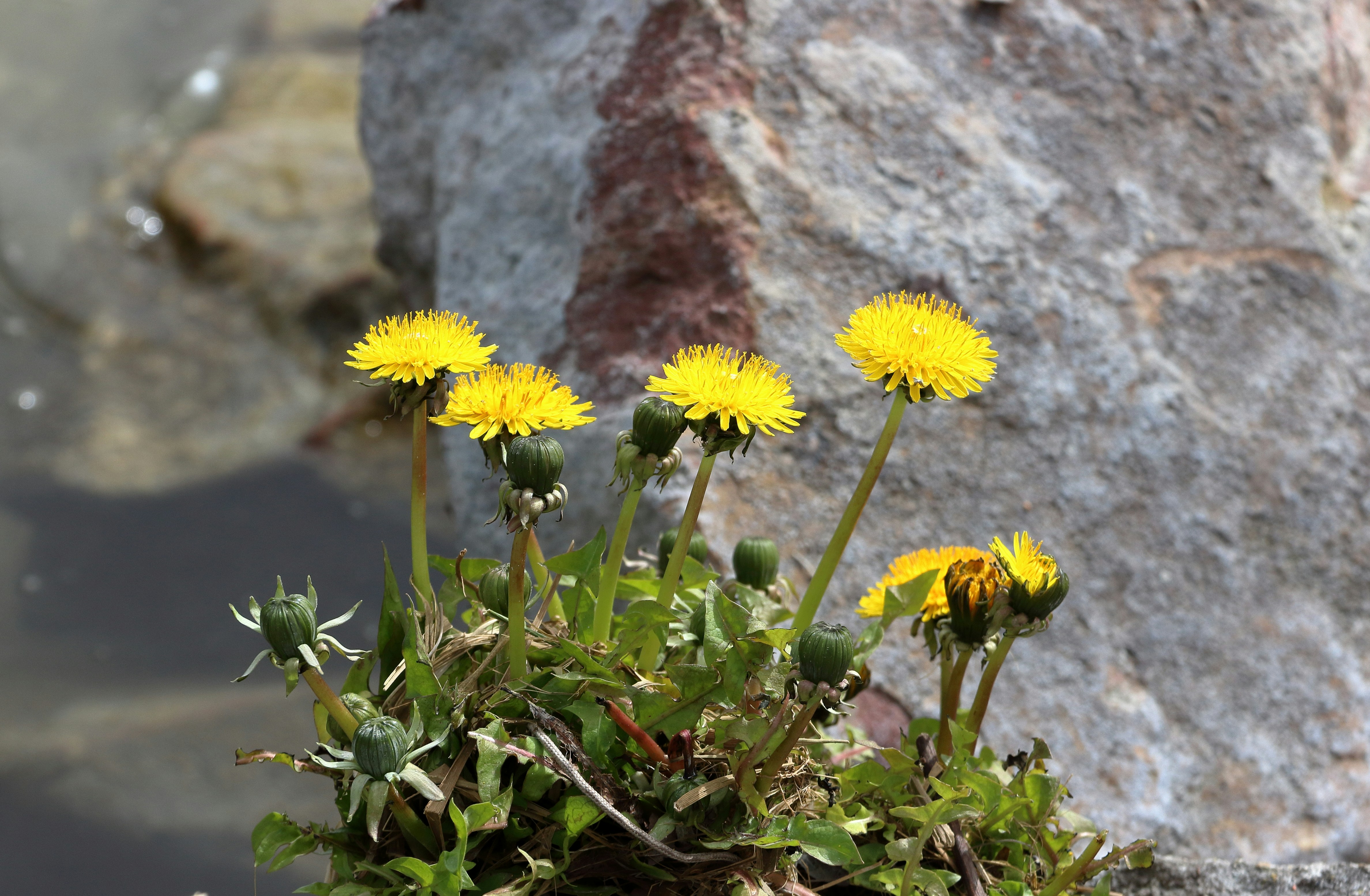 Sunlit Dandelions by the Water's Edge