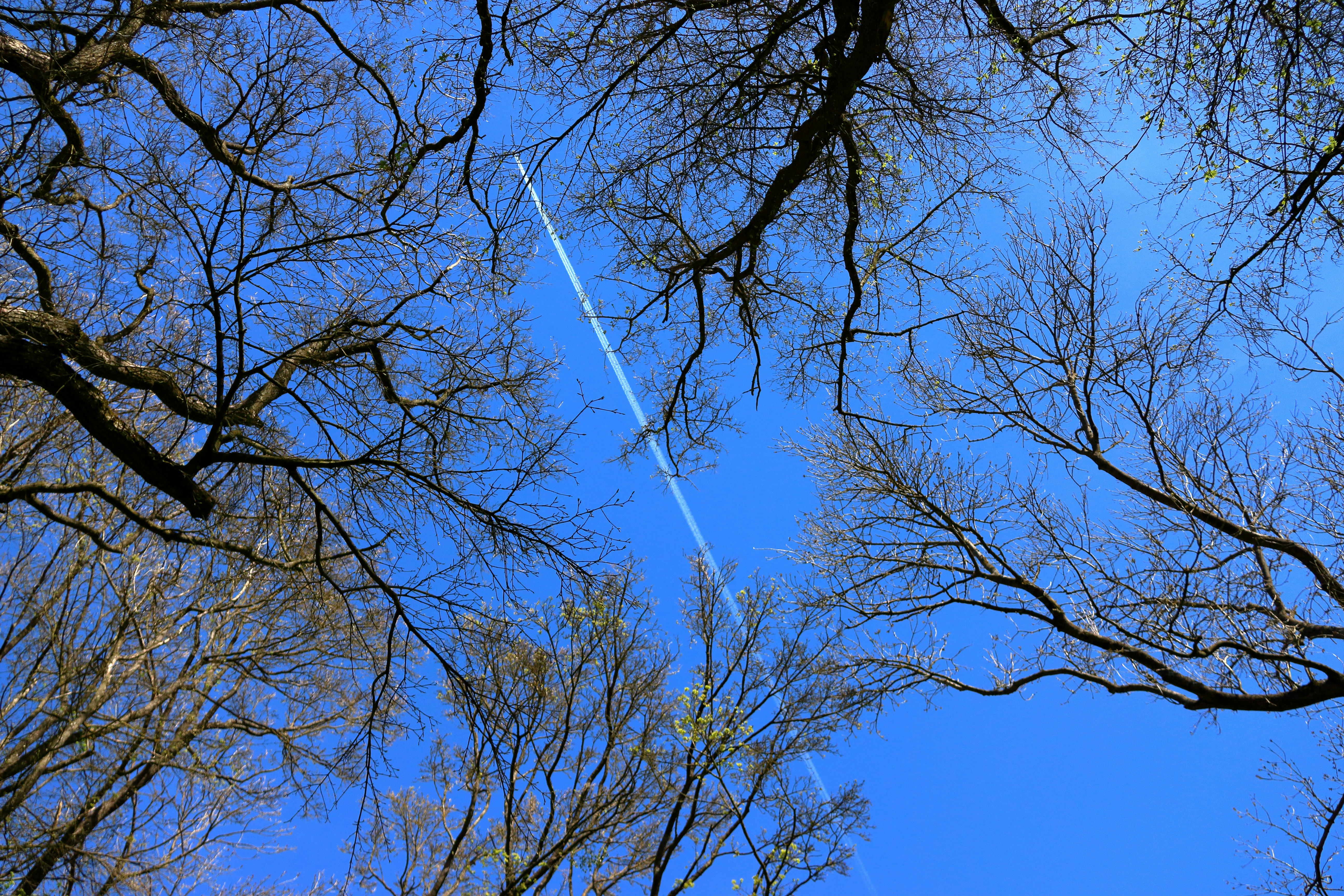 Contrail Symphony in a Winter Canopy