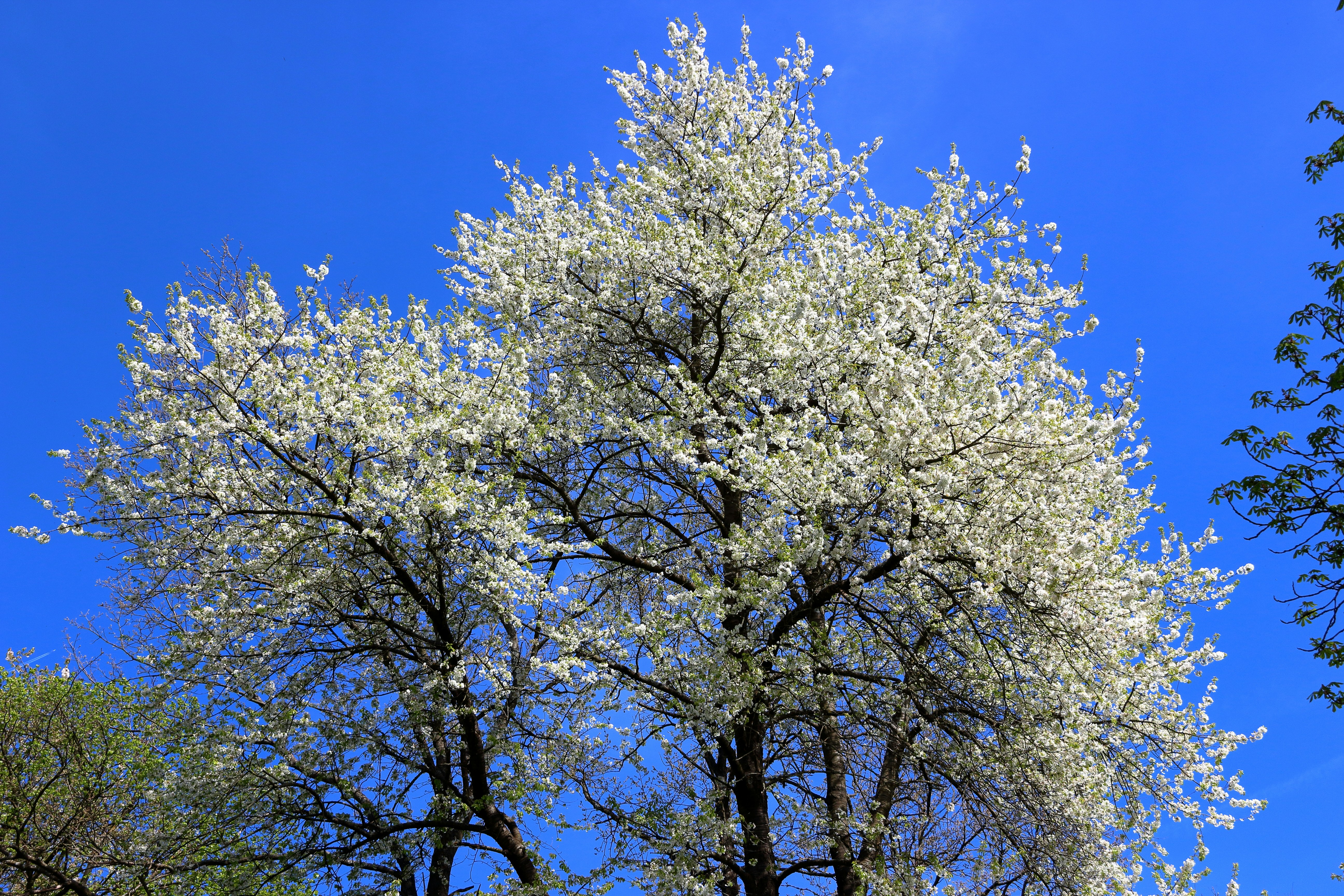 Cobalt Sky Framing a White Blossom Canopy