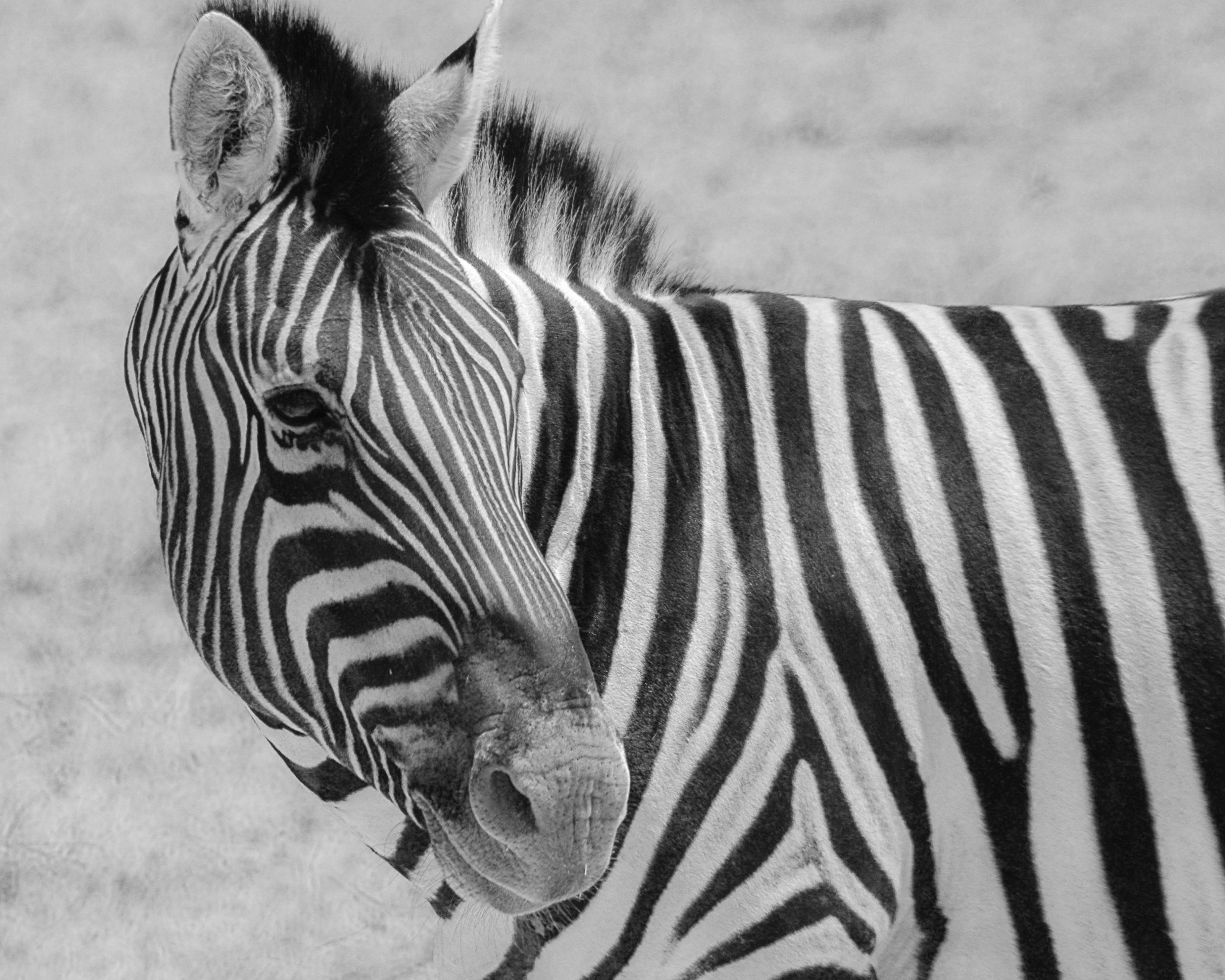 Gaze Among the Stripes: A Monochrome Zebra Portrait