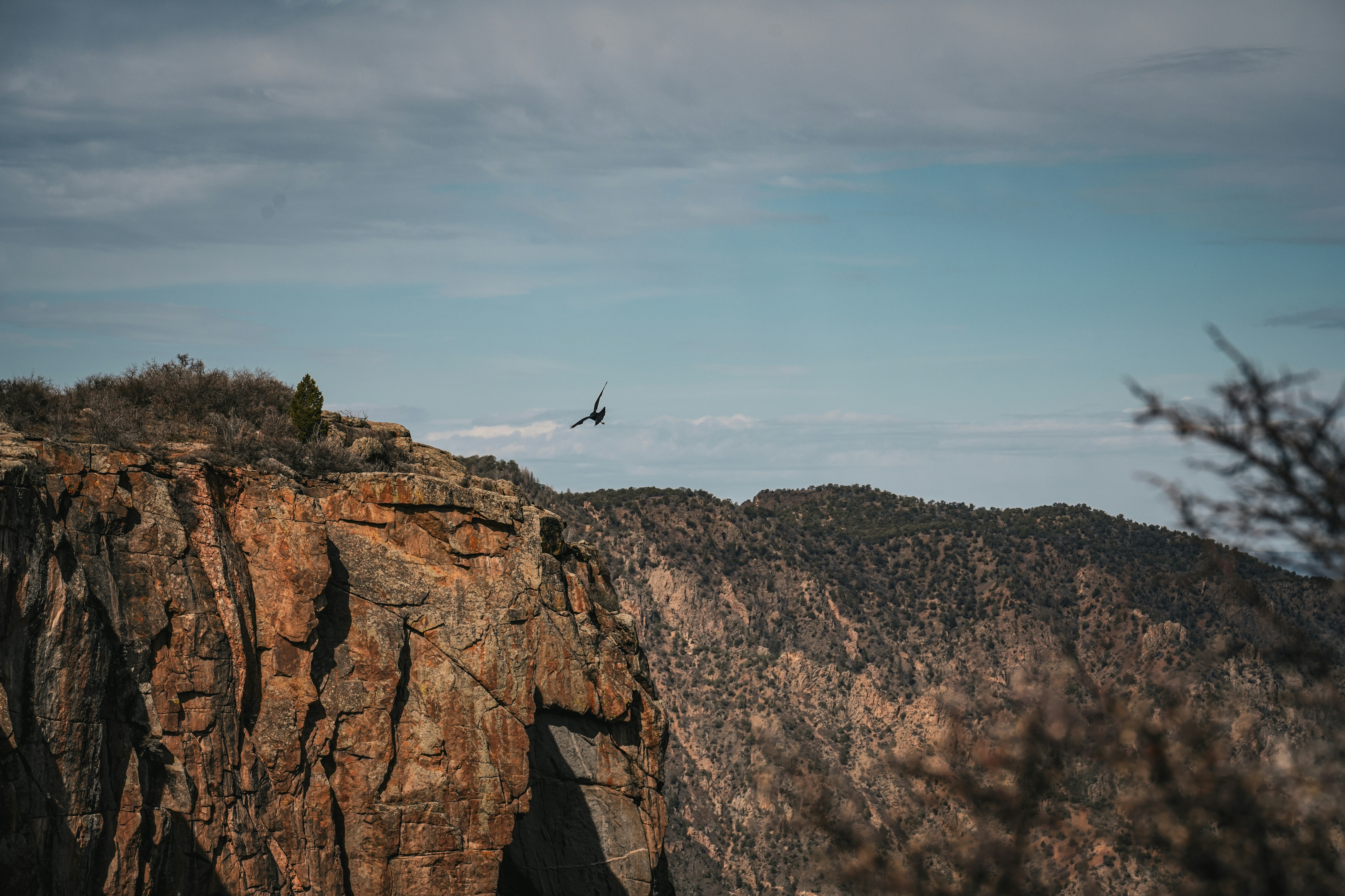 Winged silhouette skimming the canyon rim