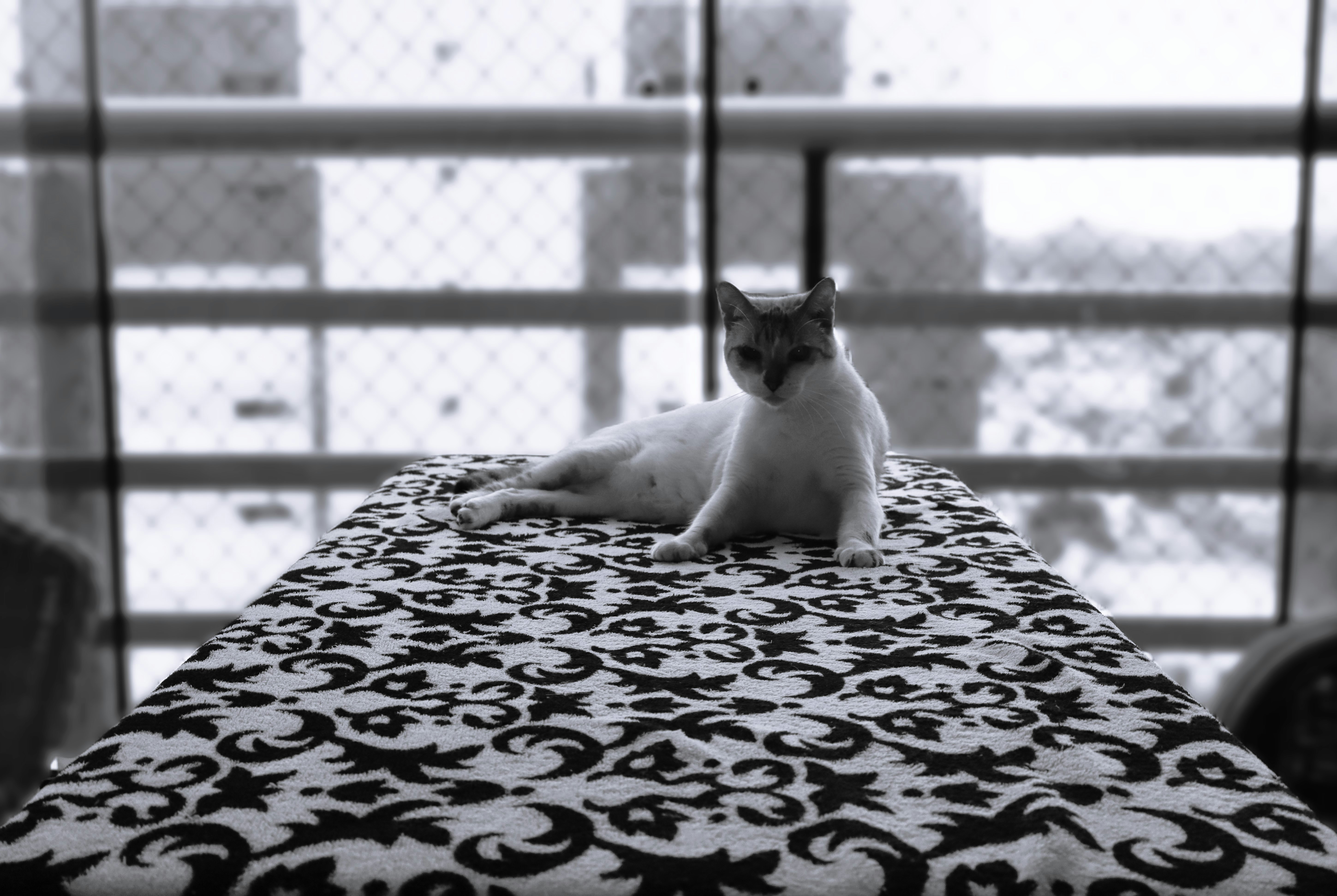 Cat on a patterned table: quiet vigil in a sunlit room