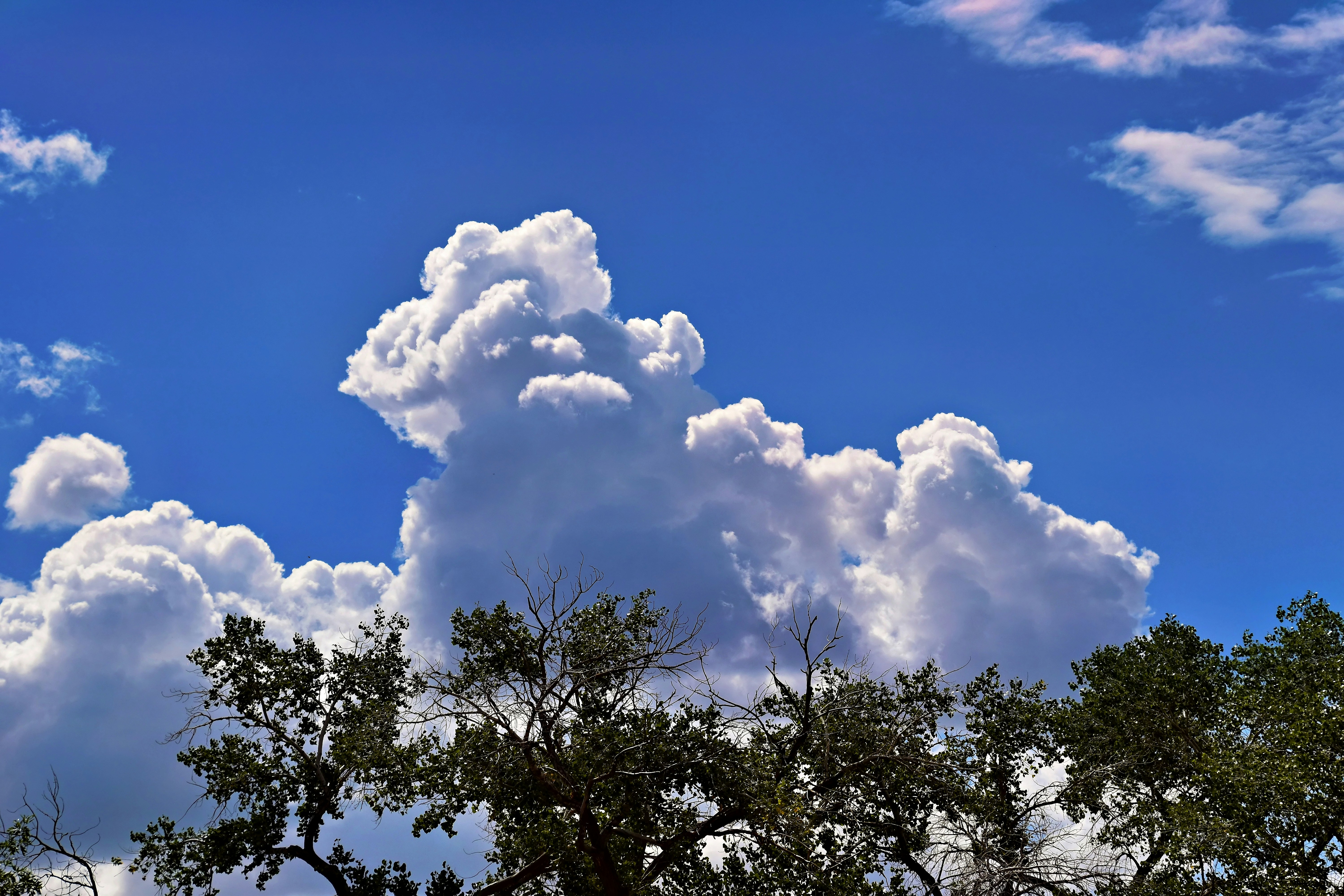 Cumulus Lanterns Over the Silent Canopy