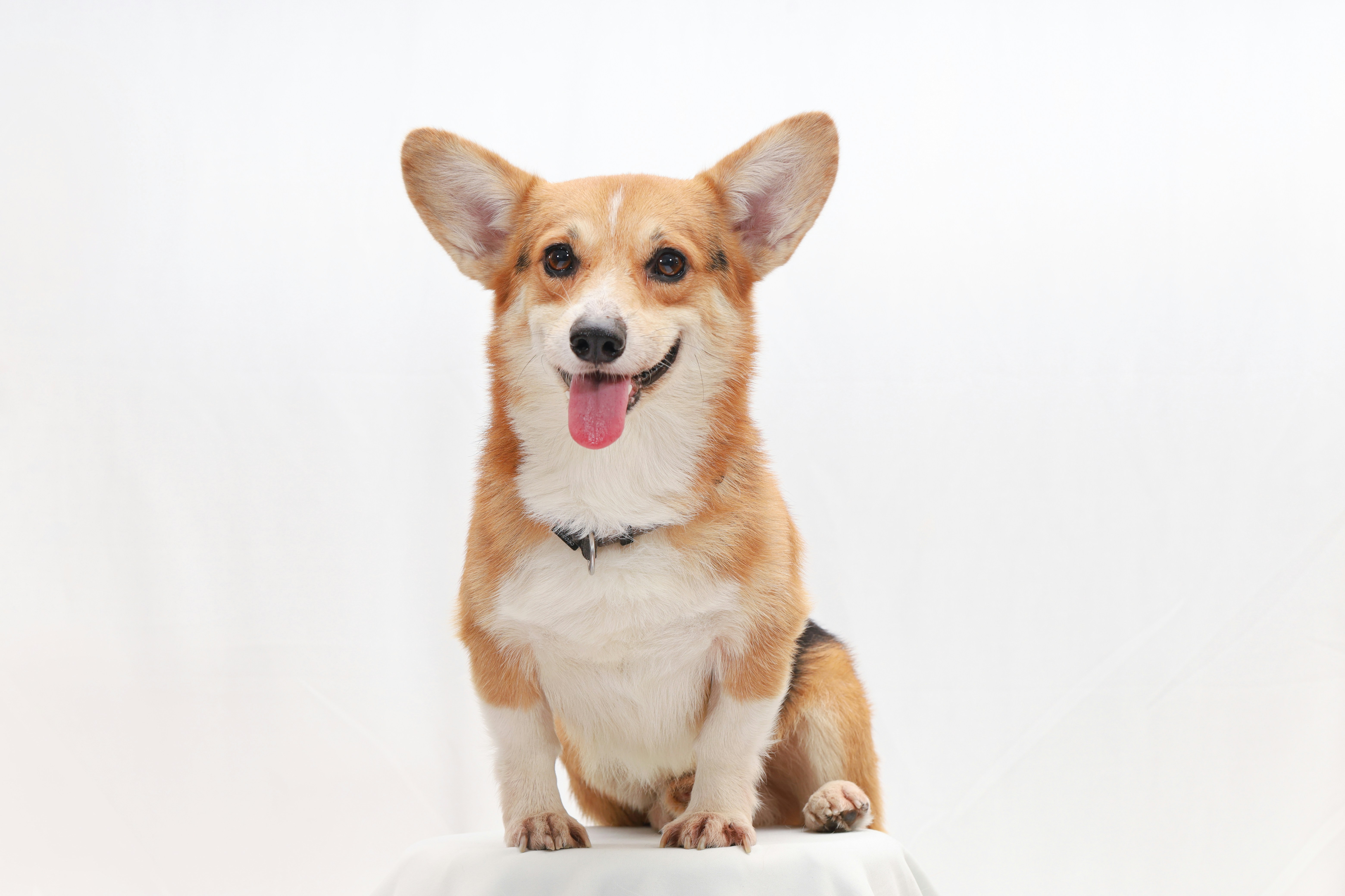 A happy corgi sitting against a plain white background with its tongue out.