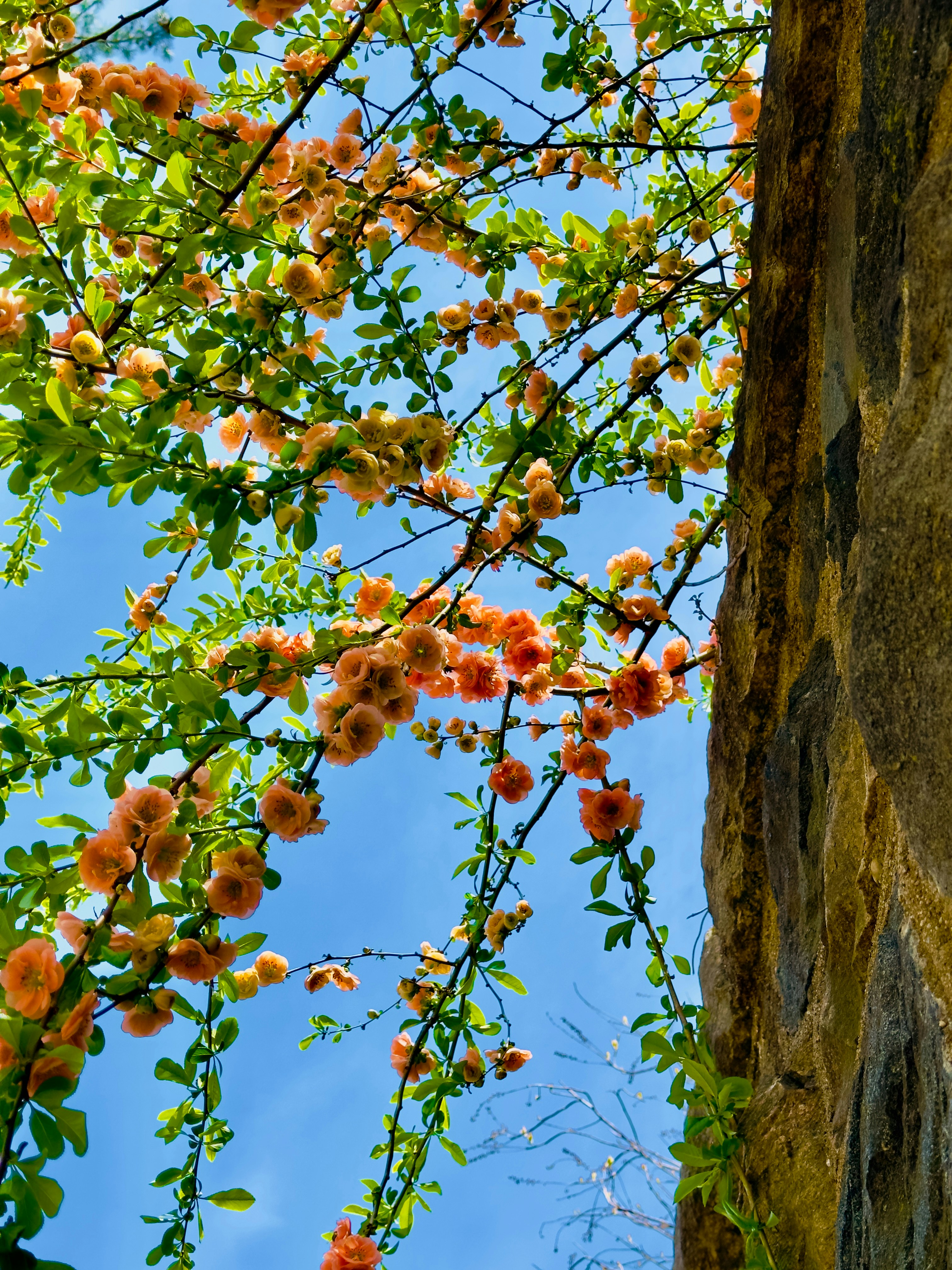 Sunlit Orange Pom-Pom Blossoms Framing a Stone Wall Under Blue Sky