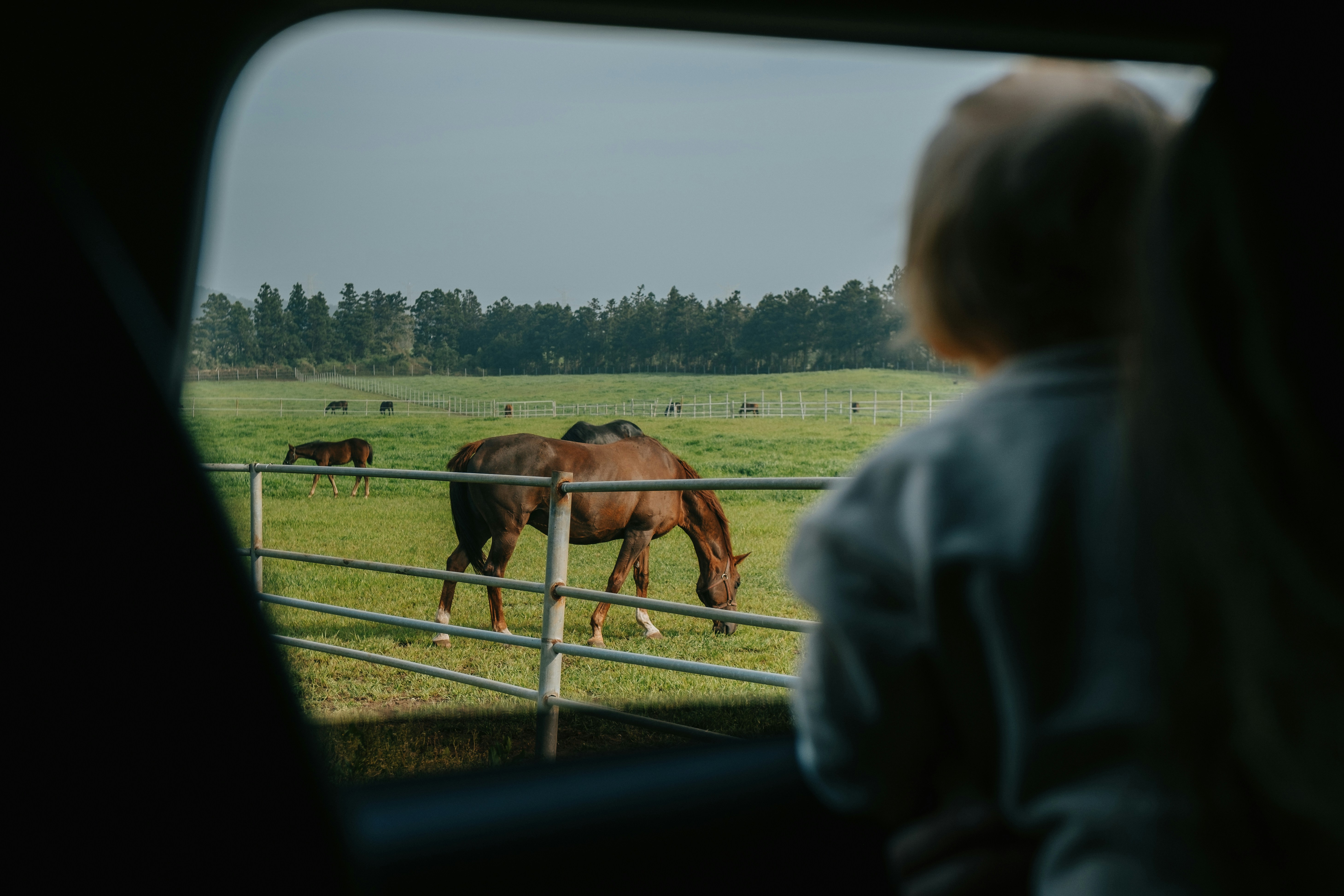 Horse Pasture Seen from a Windowed Car Reveal