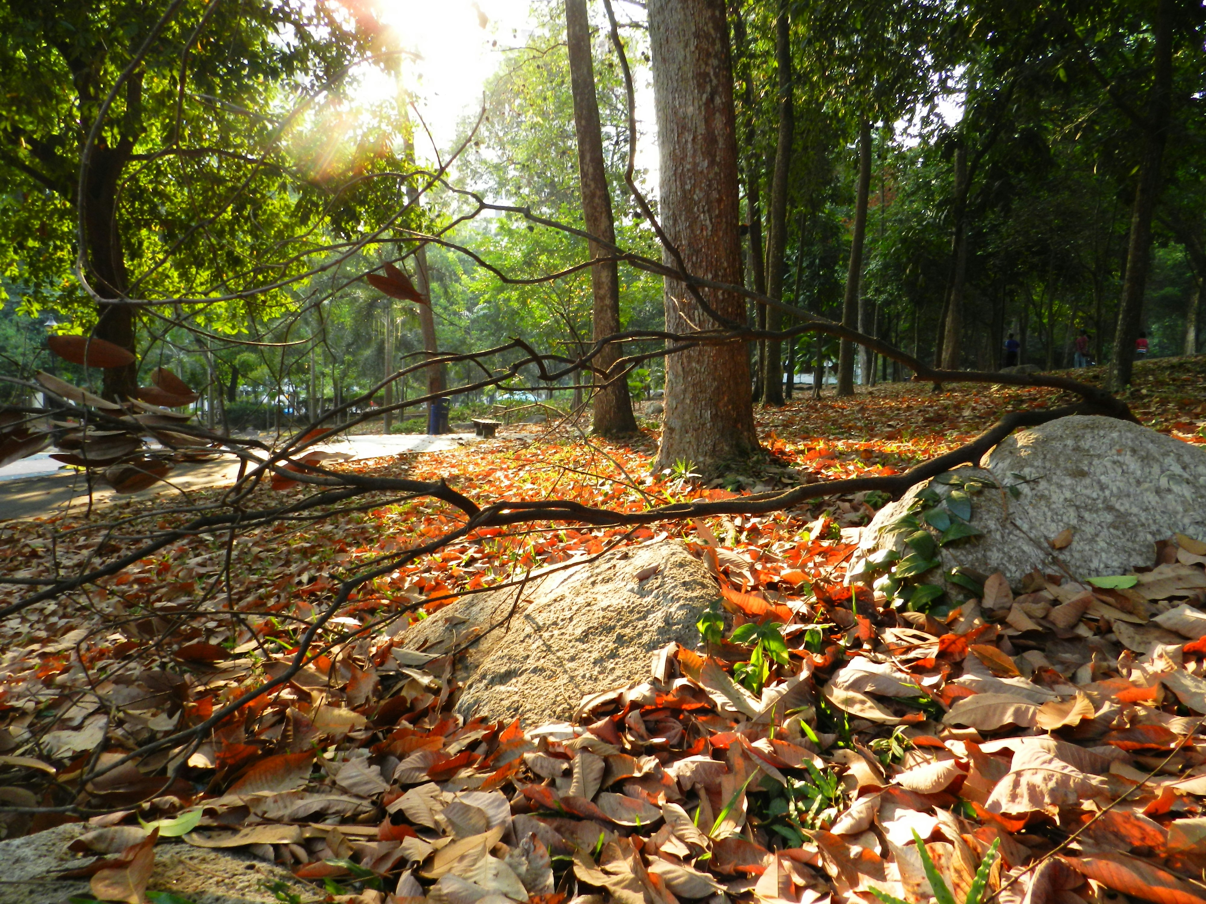 A fallen tree laying on top of a pile of leaves photo – Free Woods ...