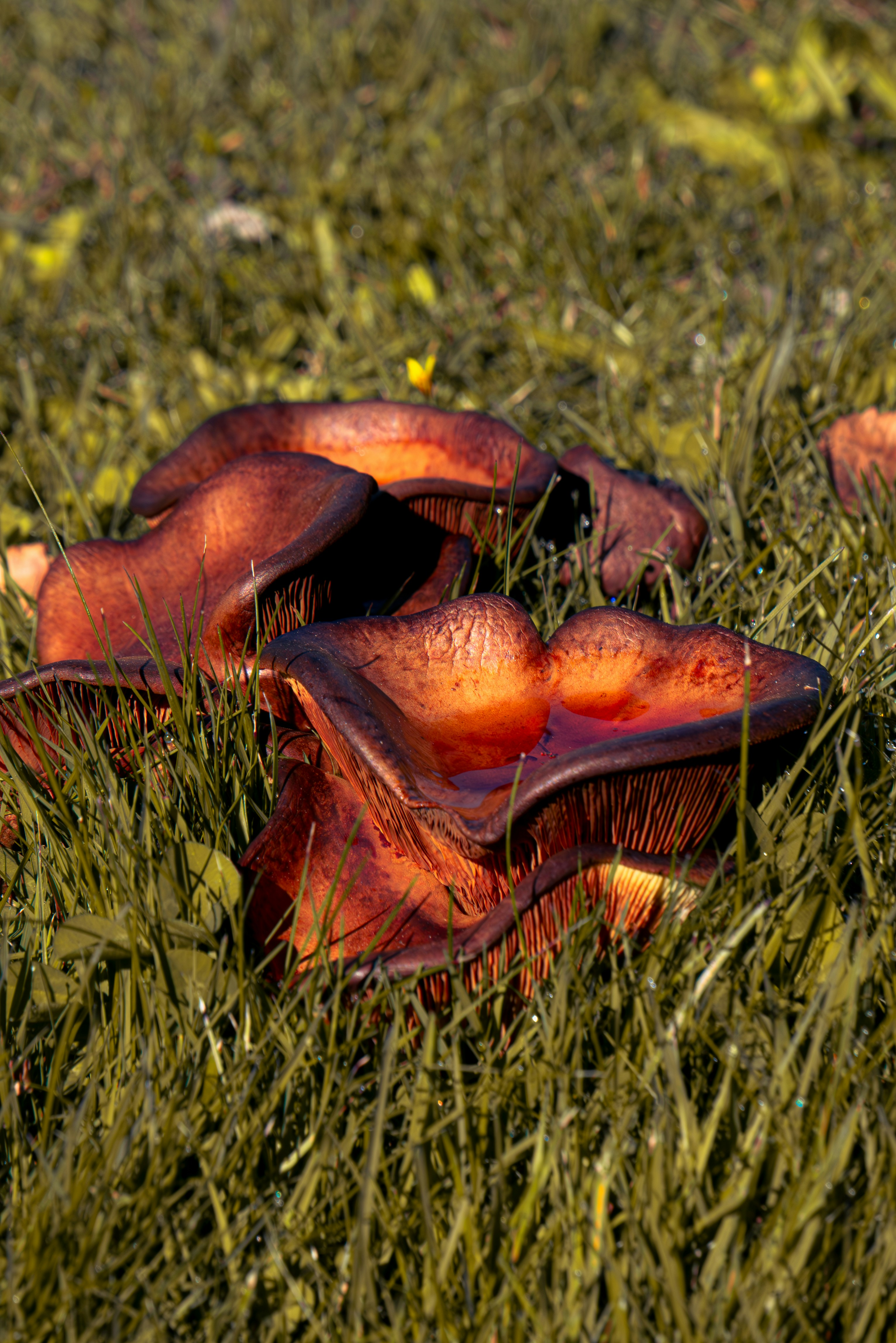 Orange Bracket Fungi Unfurl in a Sunlit Meadow