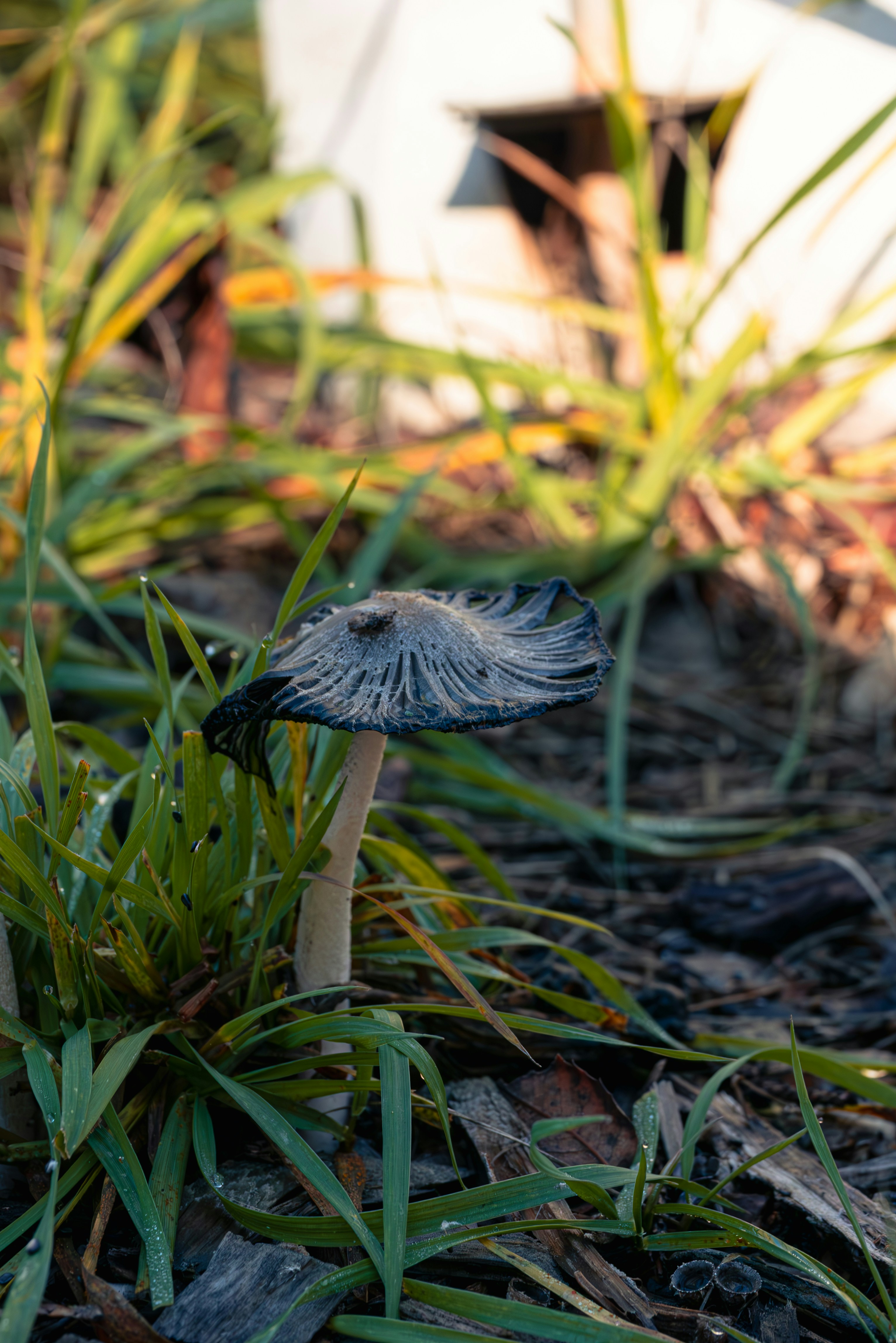 Mushroom Sentinel Guarding a Sunlit Patch of Grass