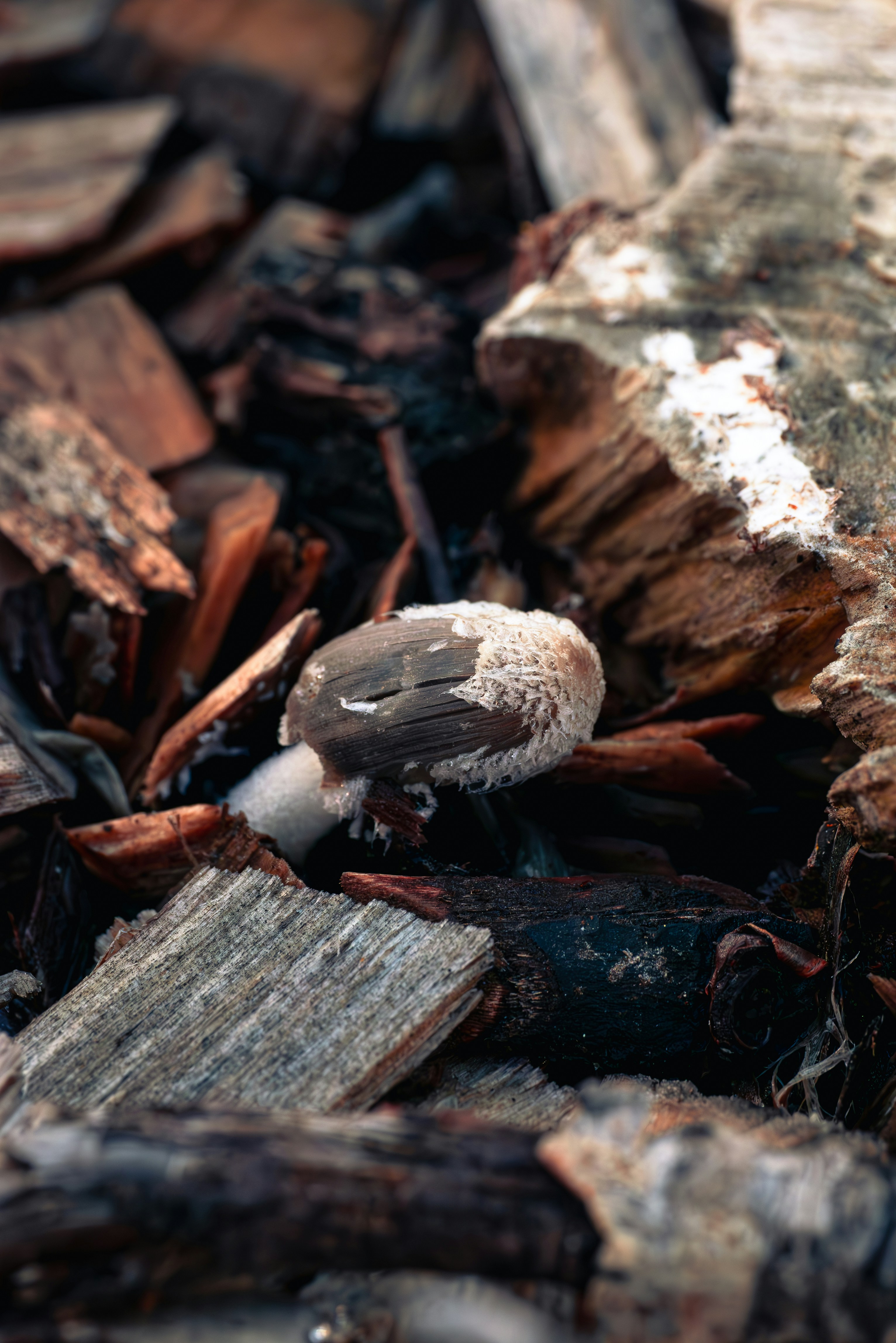 Frost-Kissed Mushroom Among Charred Wood Shards