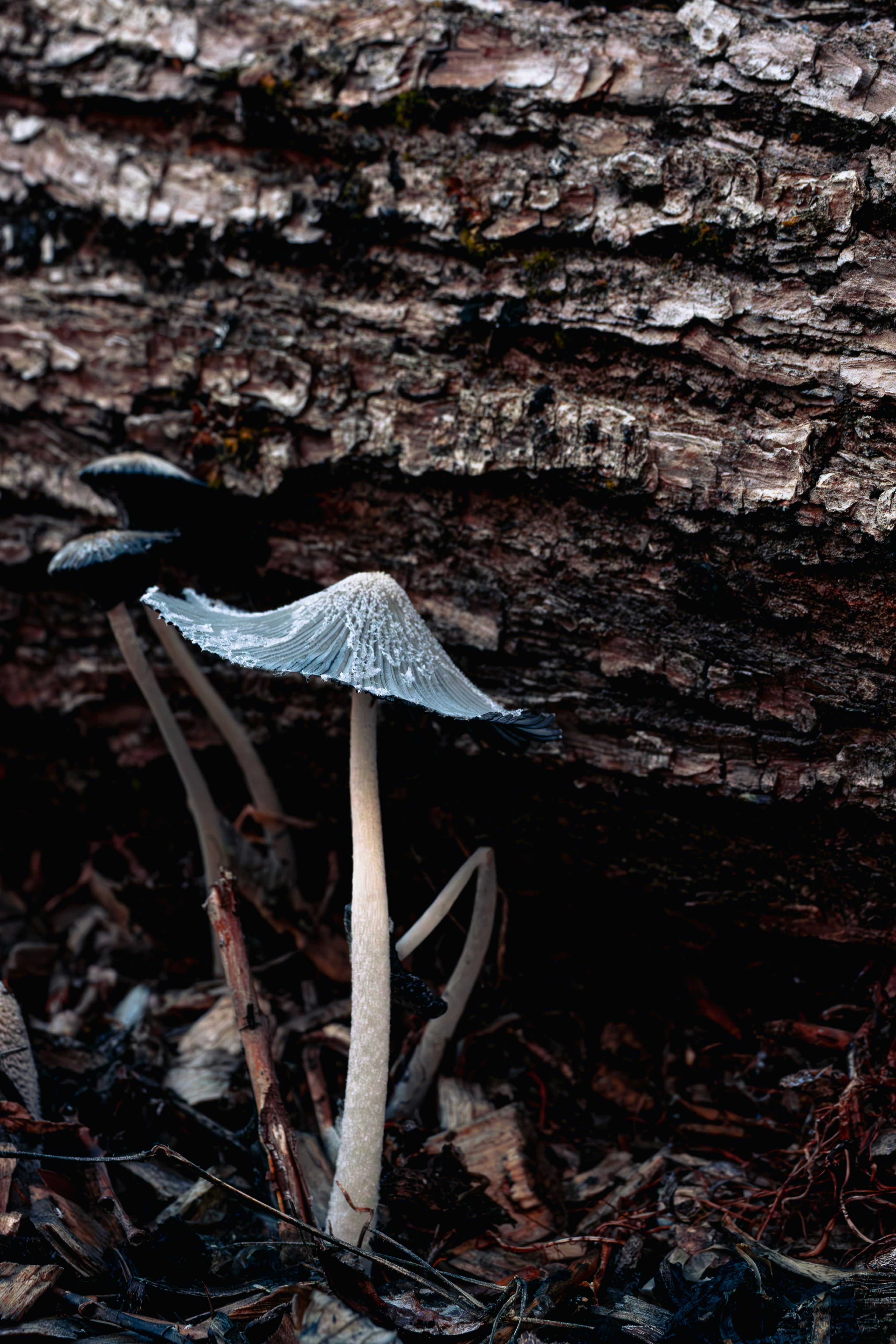Delicate mushroom emerging from the forest floor, set against a textured log backdrop. The scene captures the intricate details of nature's microcosm.
