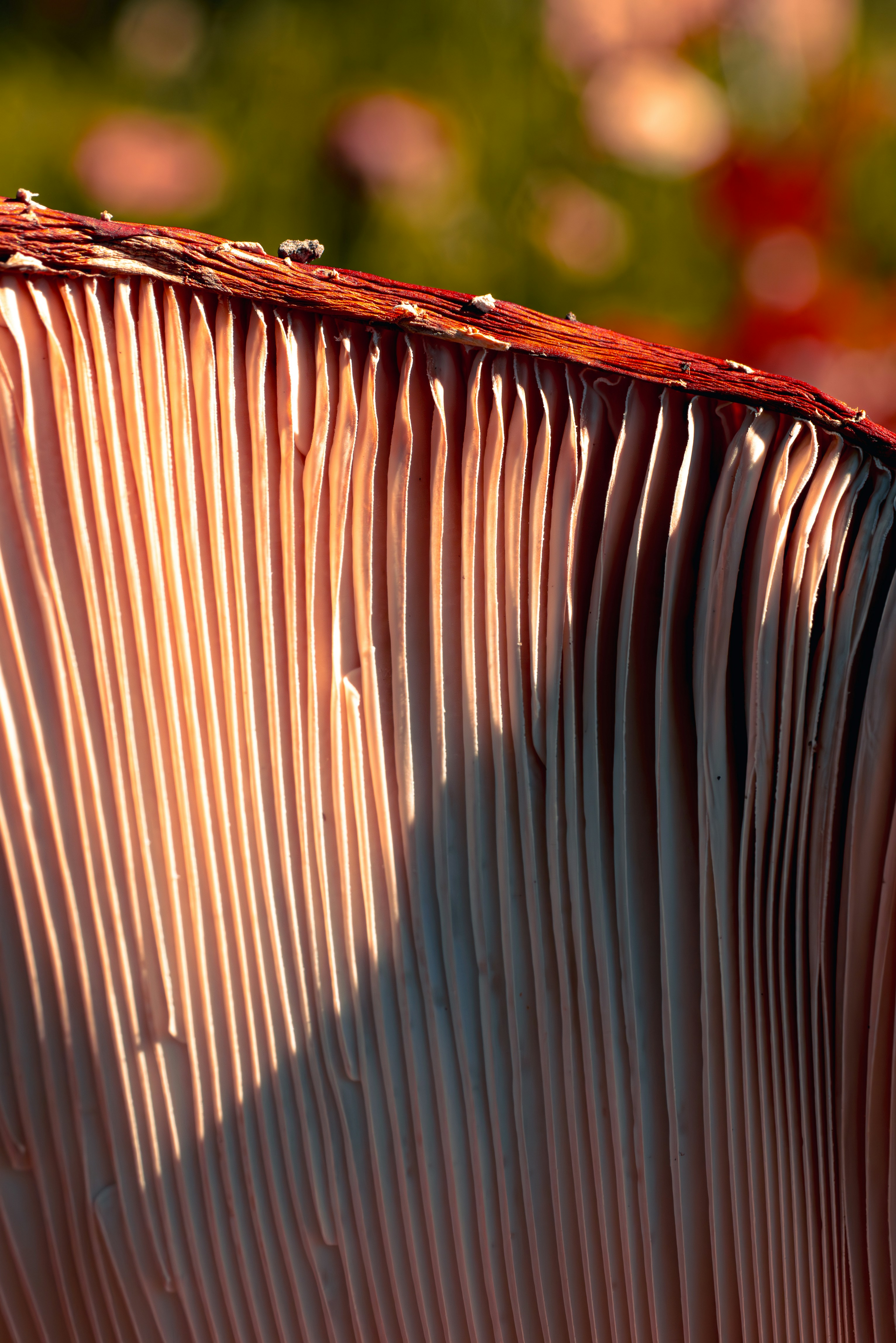 Stemburst: a macro close-up of mushroom gills catching evening light