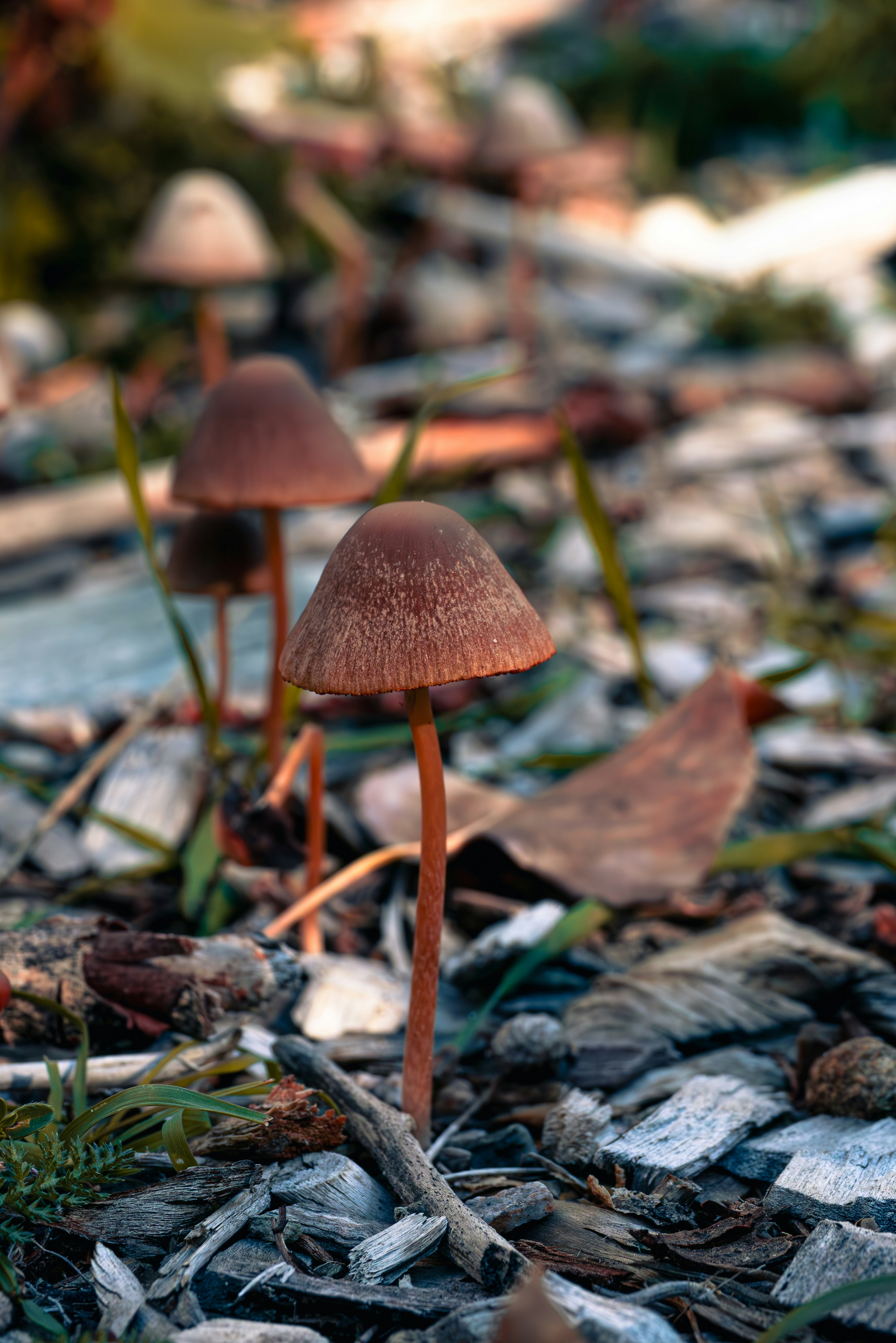 Mushroom Chorus: Brown-capped sprouts rise from a mulch bed