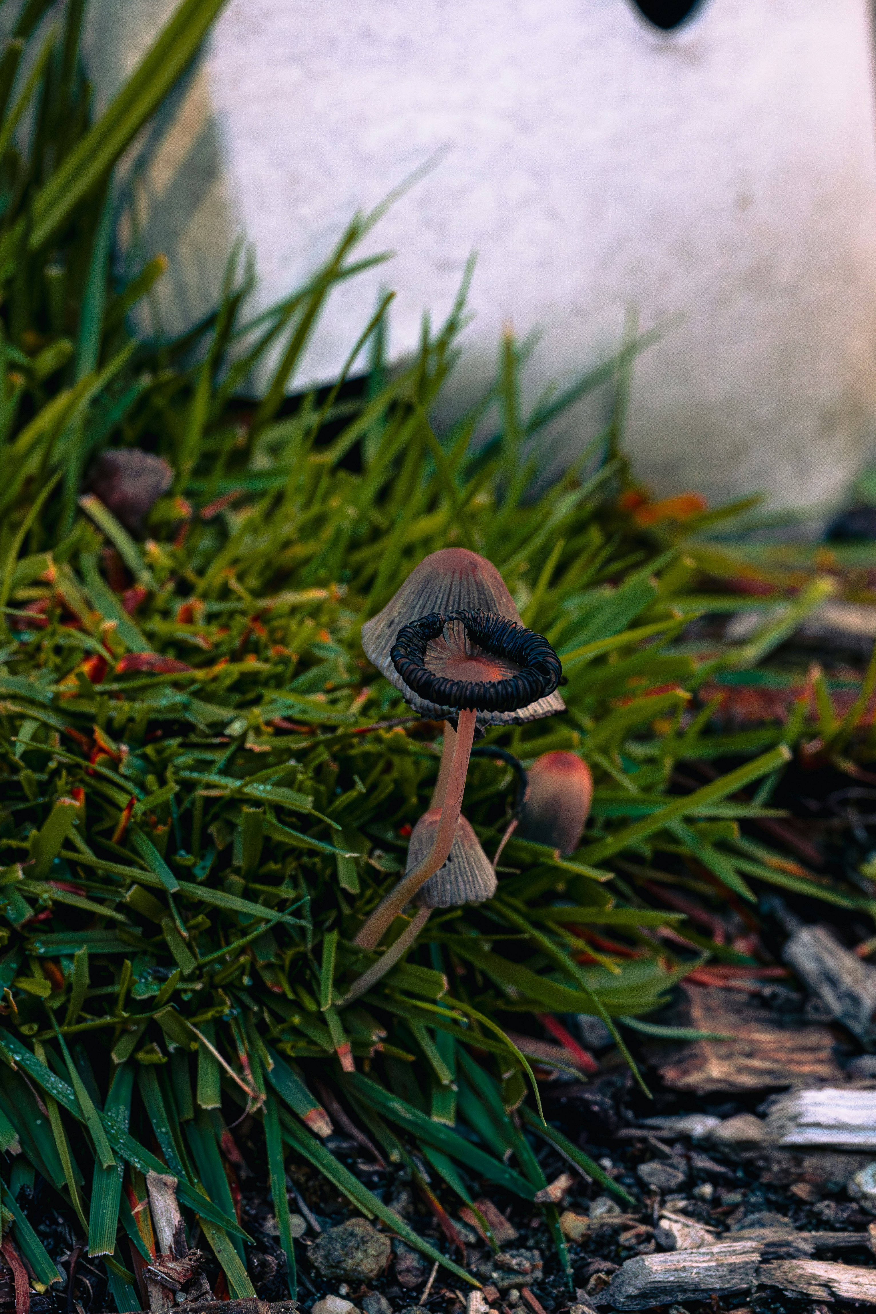 Tiny mushrooms emerge from a mossy lawn beside a weathered garden edge in a photograph, with a shallow depth of field that keeps them crisp while the background blurs.