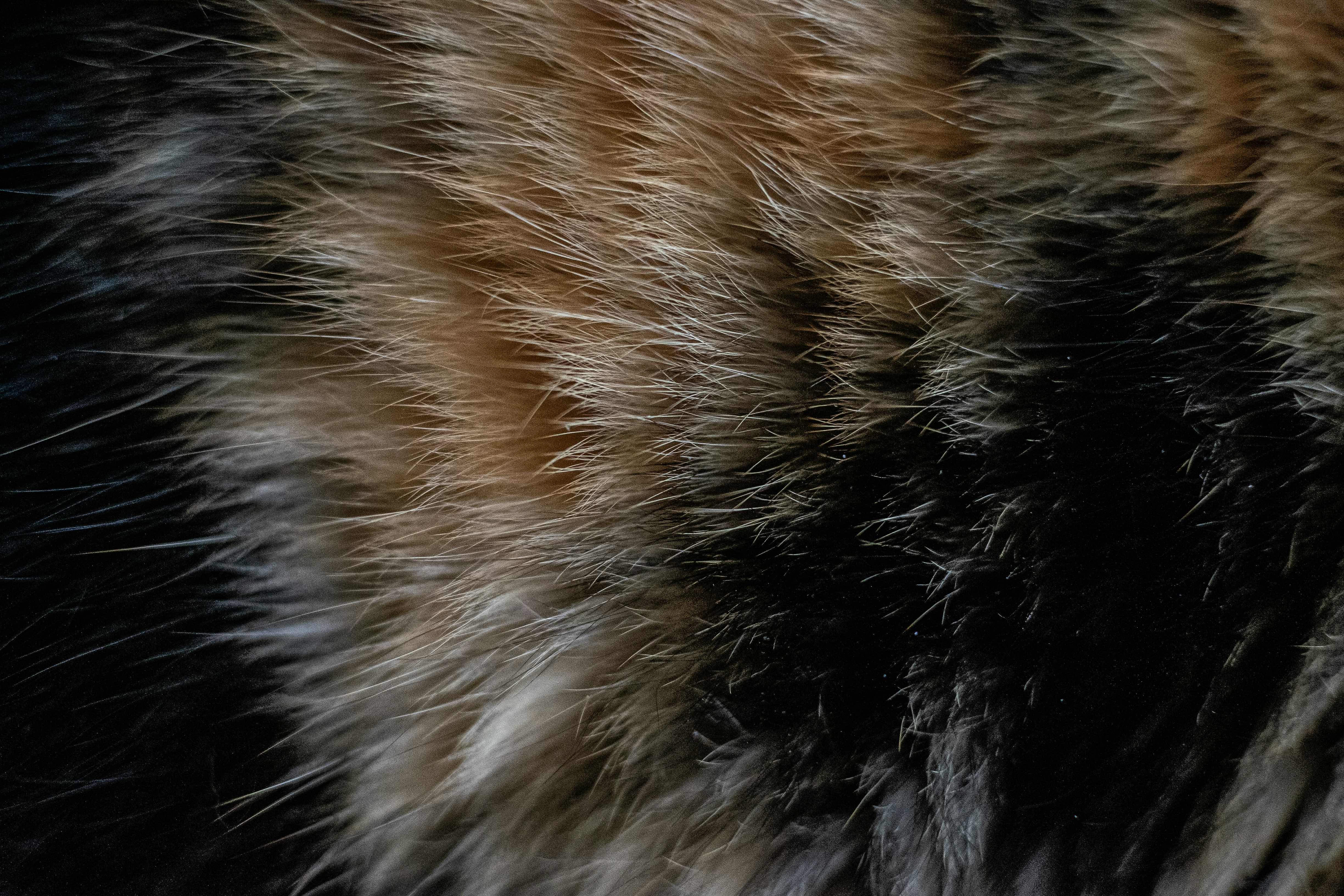 A close up of a furry animal's fur photo – Free Cat Image on Unsplash