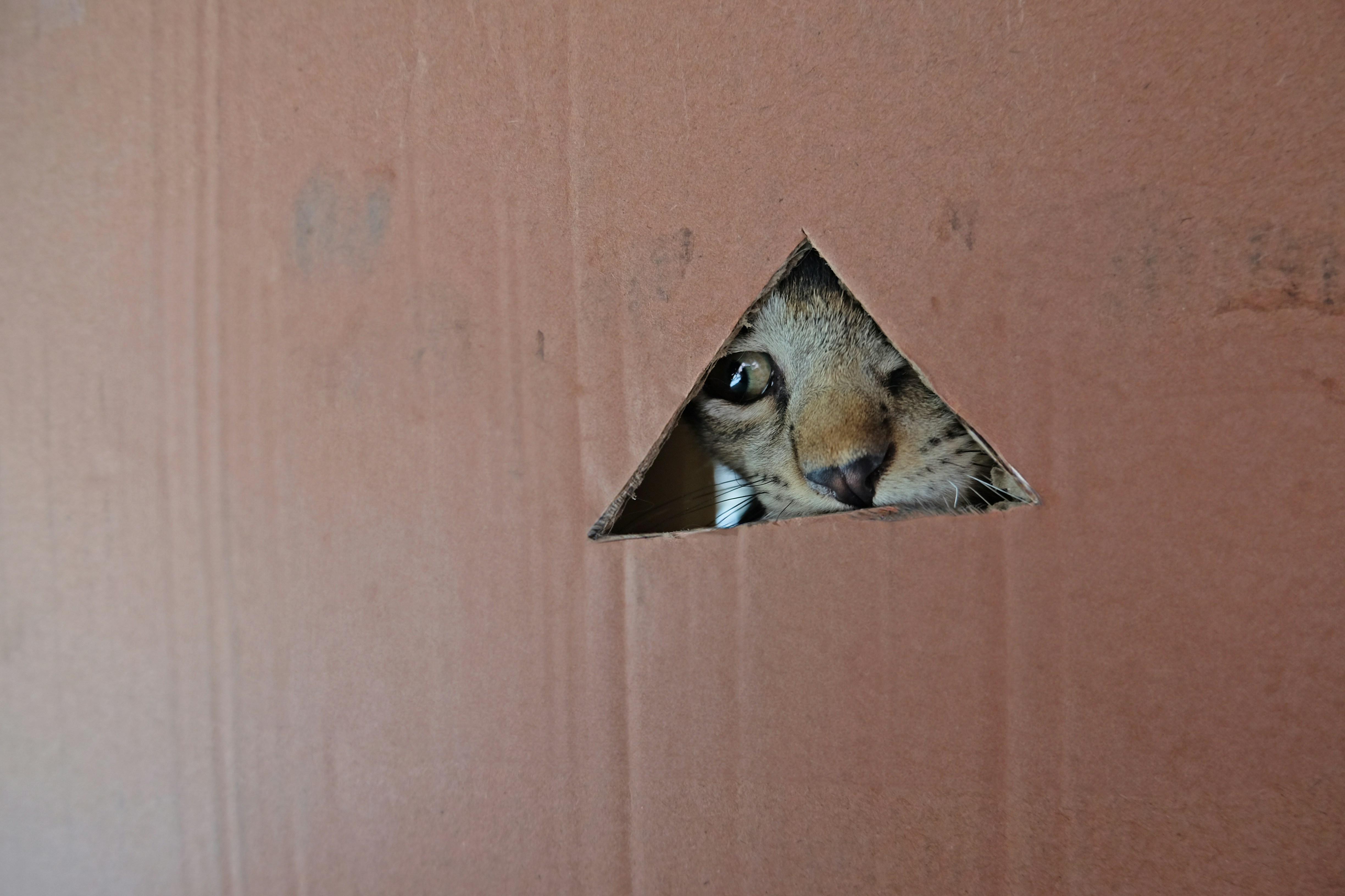 Photo by Vanburn Gonsalves with Fujifilm X-T10