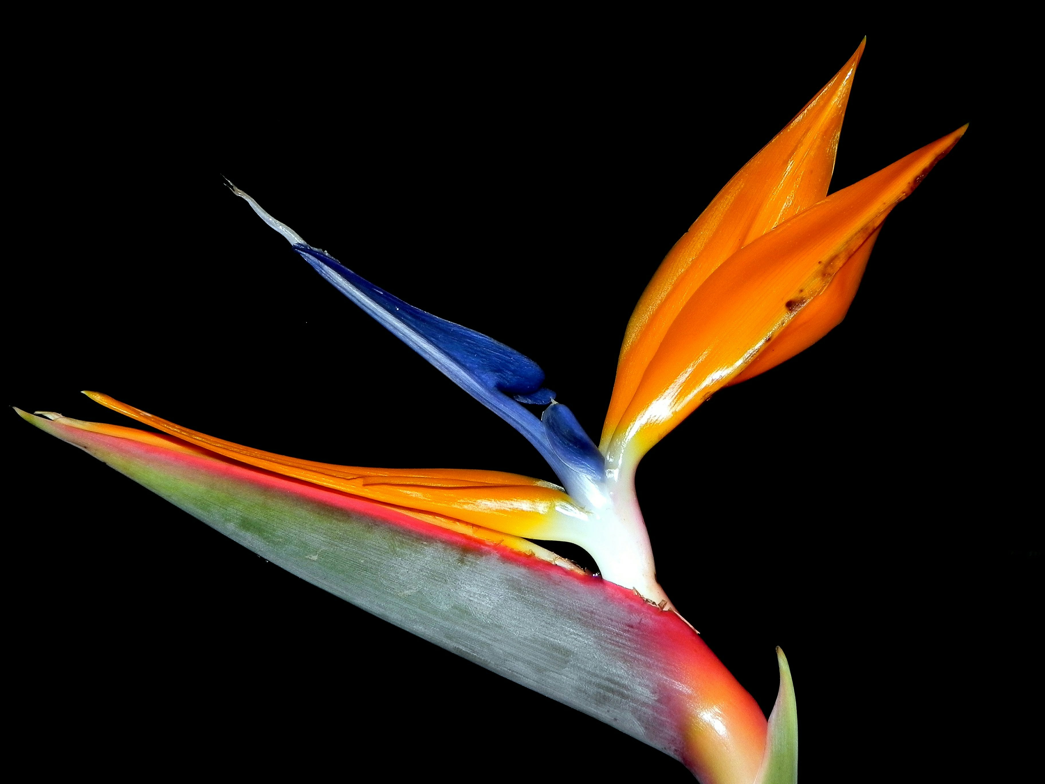 Close-up photograph of a Bird of Paradise flower with vivid orange and cobalt petals set against a black background.