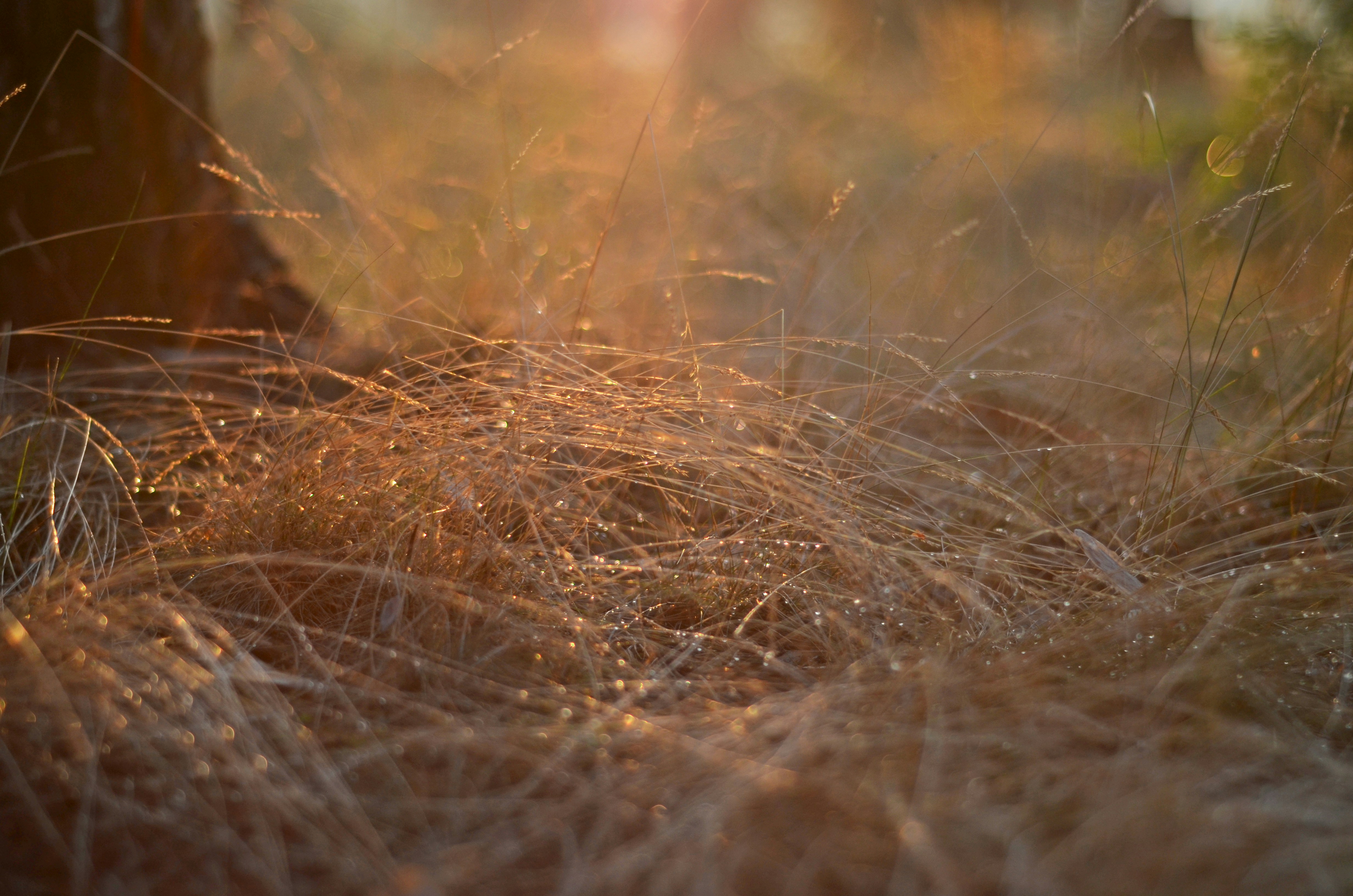 Amber Dawn Threads: Dew-Lit Grass in Quiet Light