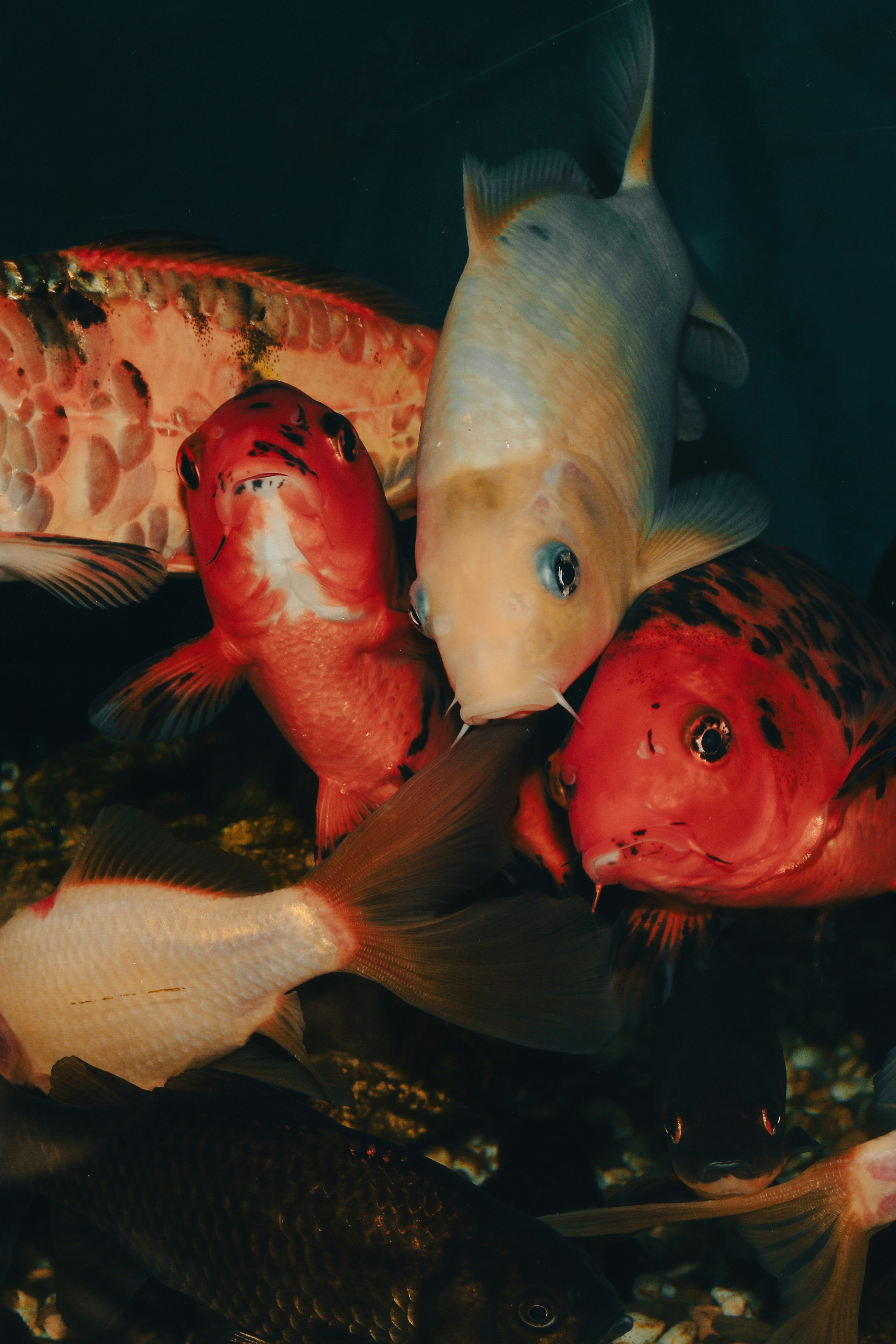 Pale Sentinel among Crimson Koi: A Quiet Convergence in a Dim Aquarium