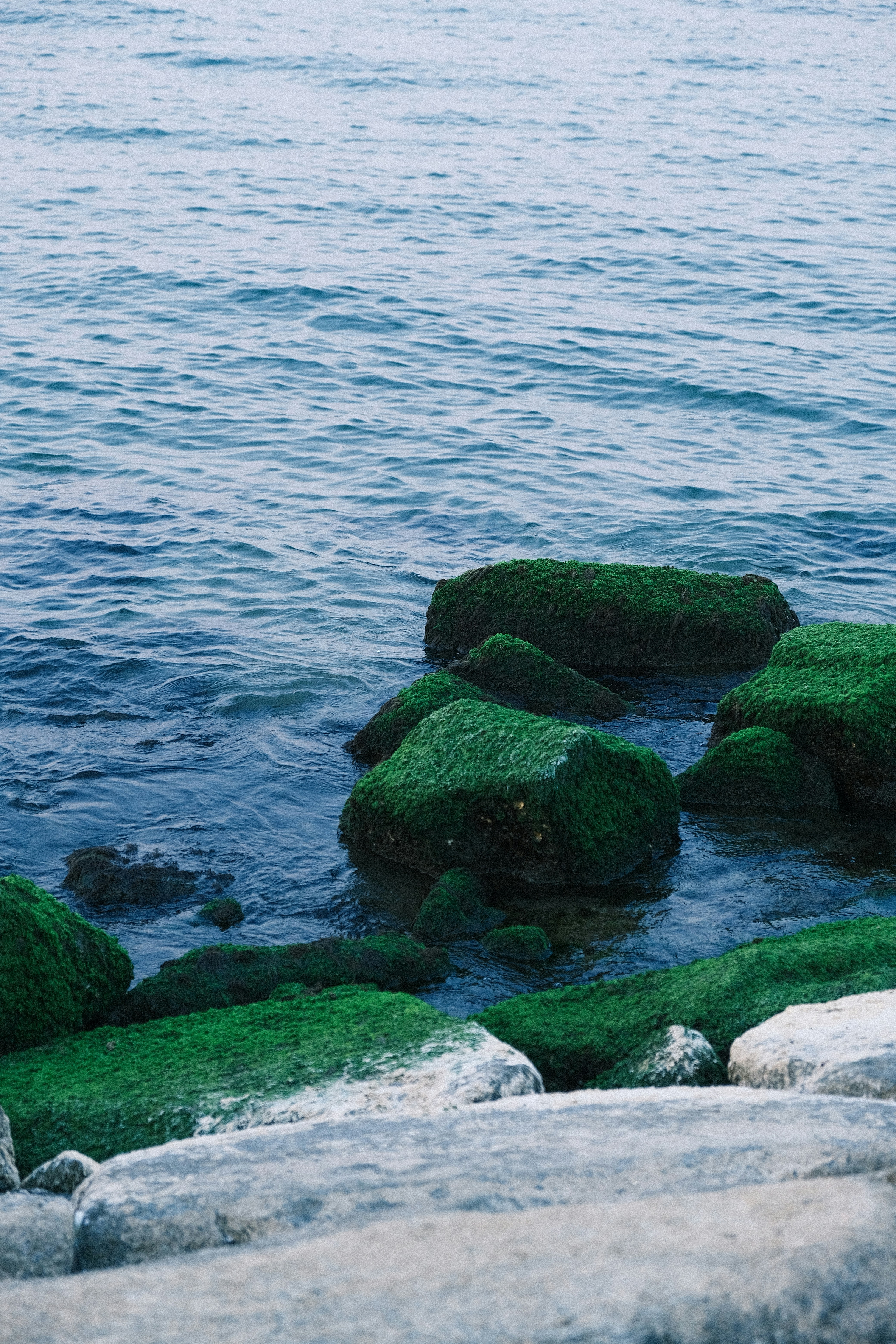 Green Moss on Sea-Washed Boulders: A Quiet Shoreline Study