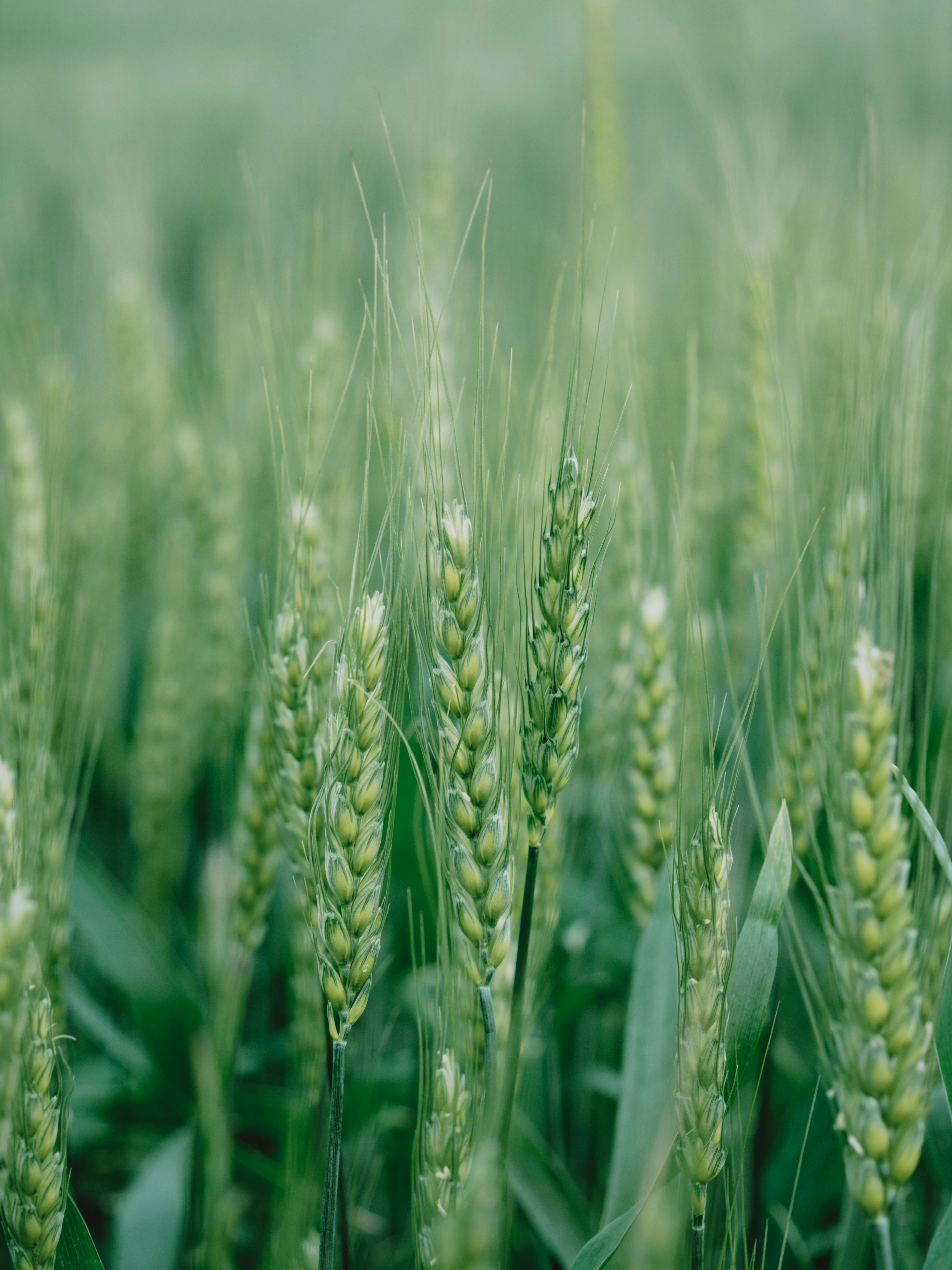 A close up of a field of green wheat photo – Free Green Image on Unsplash