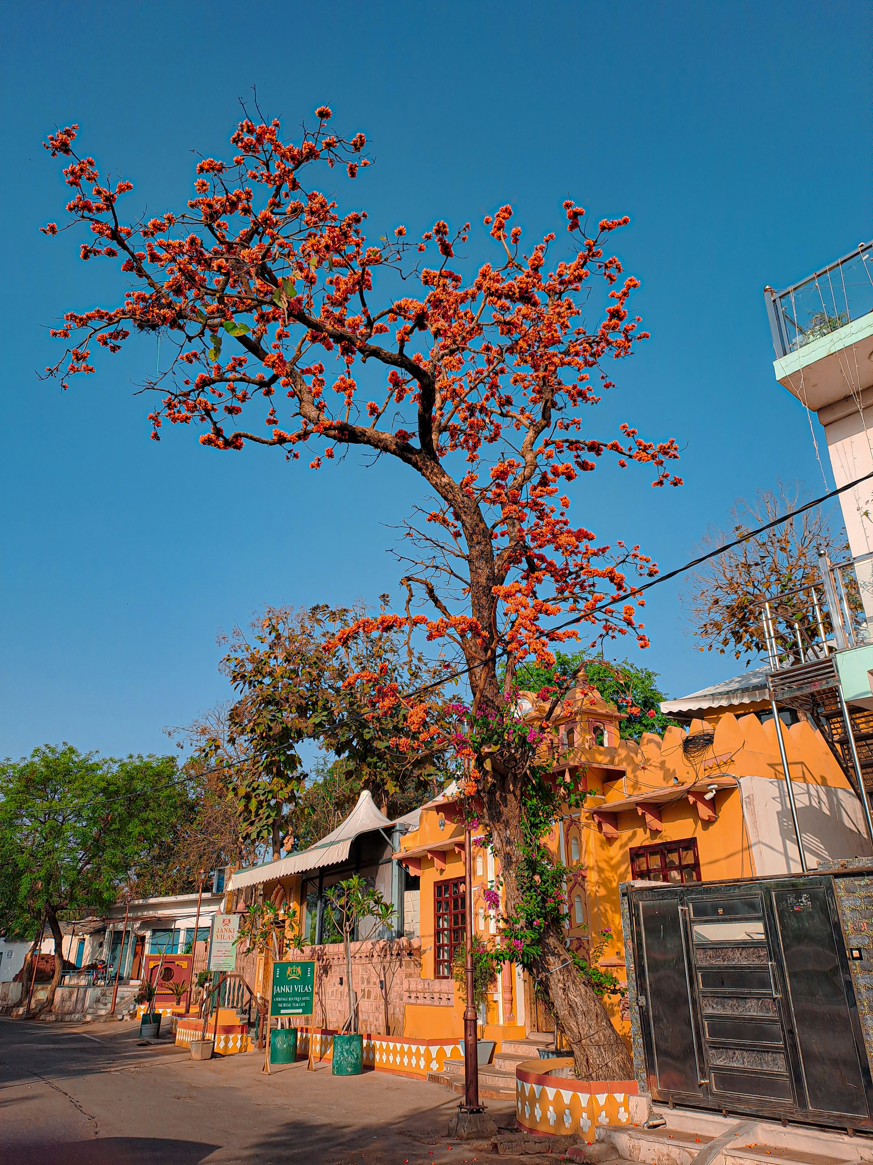 Vibrant street scene with a gnarled orange-blossom tree in the foreground and terracotta buildings lining a sunlit road.