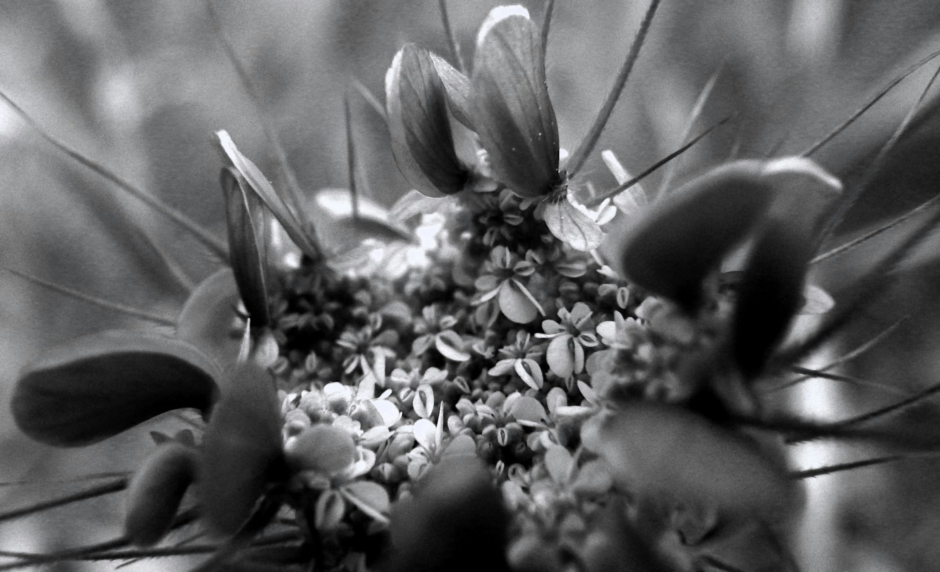 Une photo en noir et blanc d’une fleur photo – Image gratuite de ...