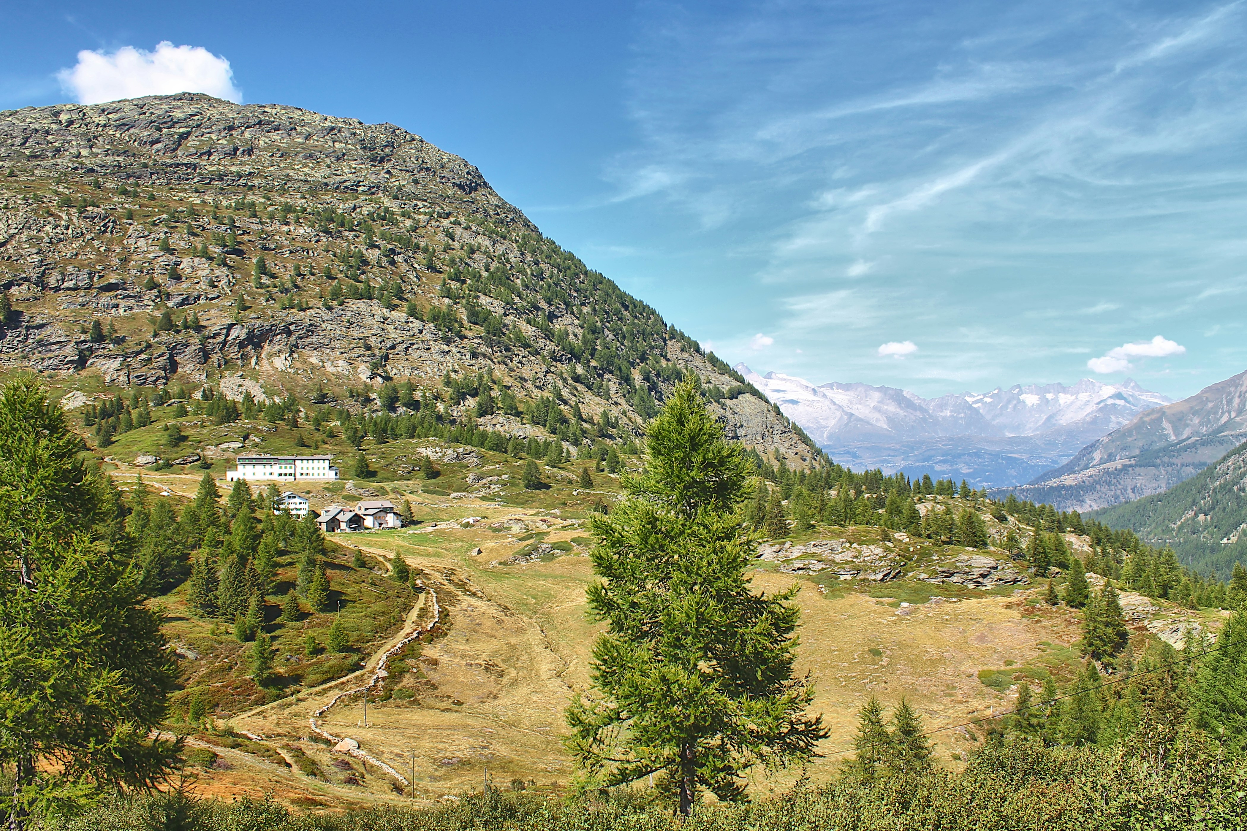Alpine Meadow Mosaic: Cabin, Pines, and a Winding Trail
