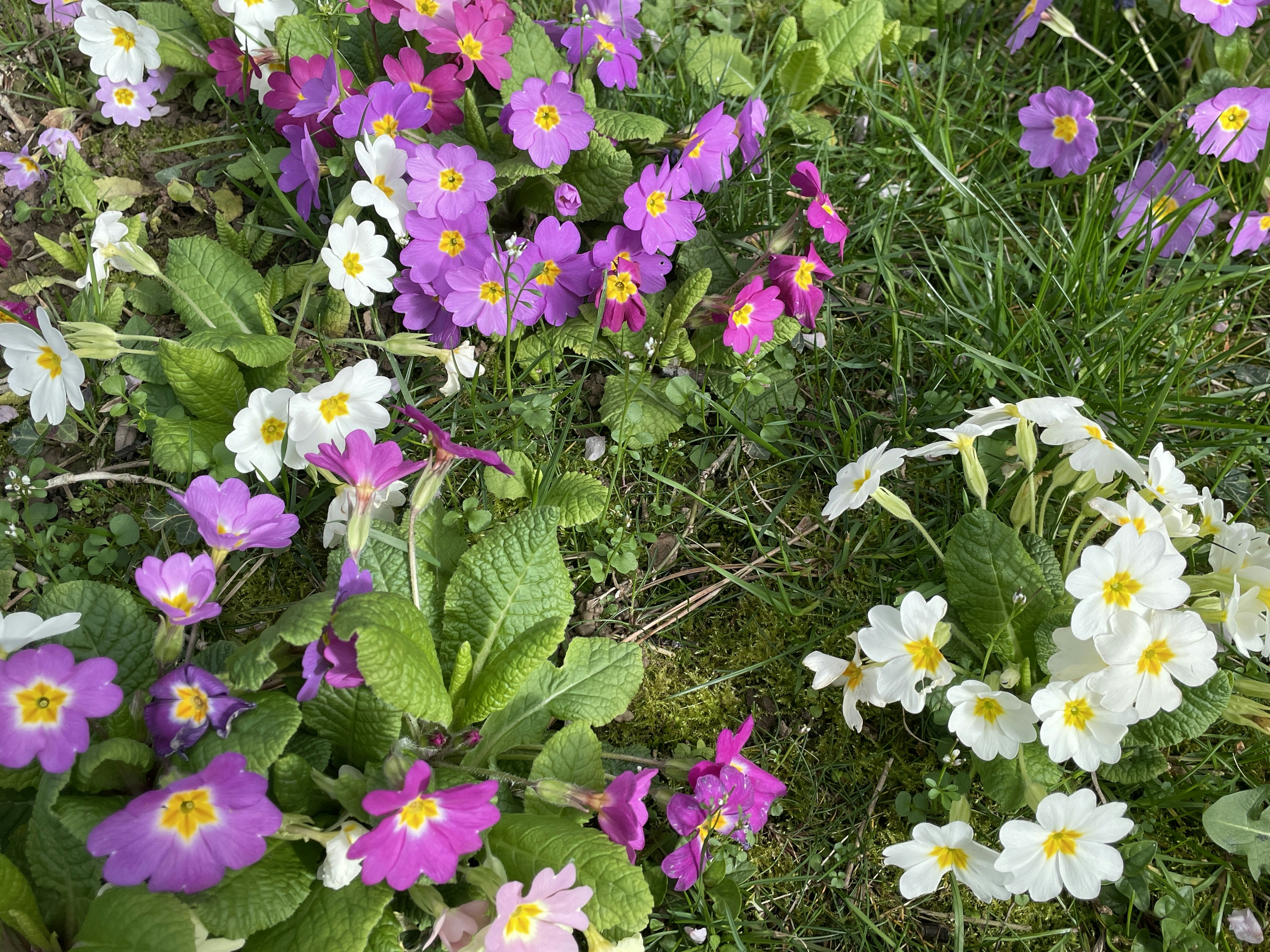 a bunch of flowers that are in the grassAndreas Fickl