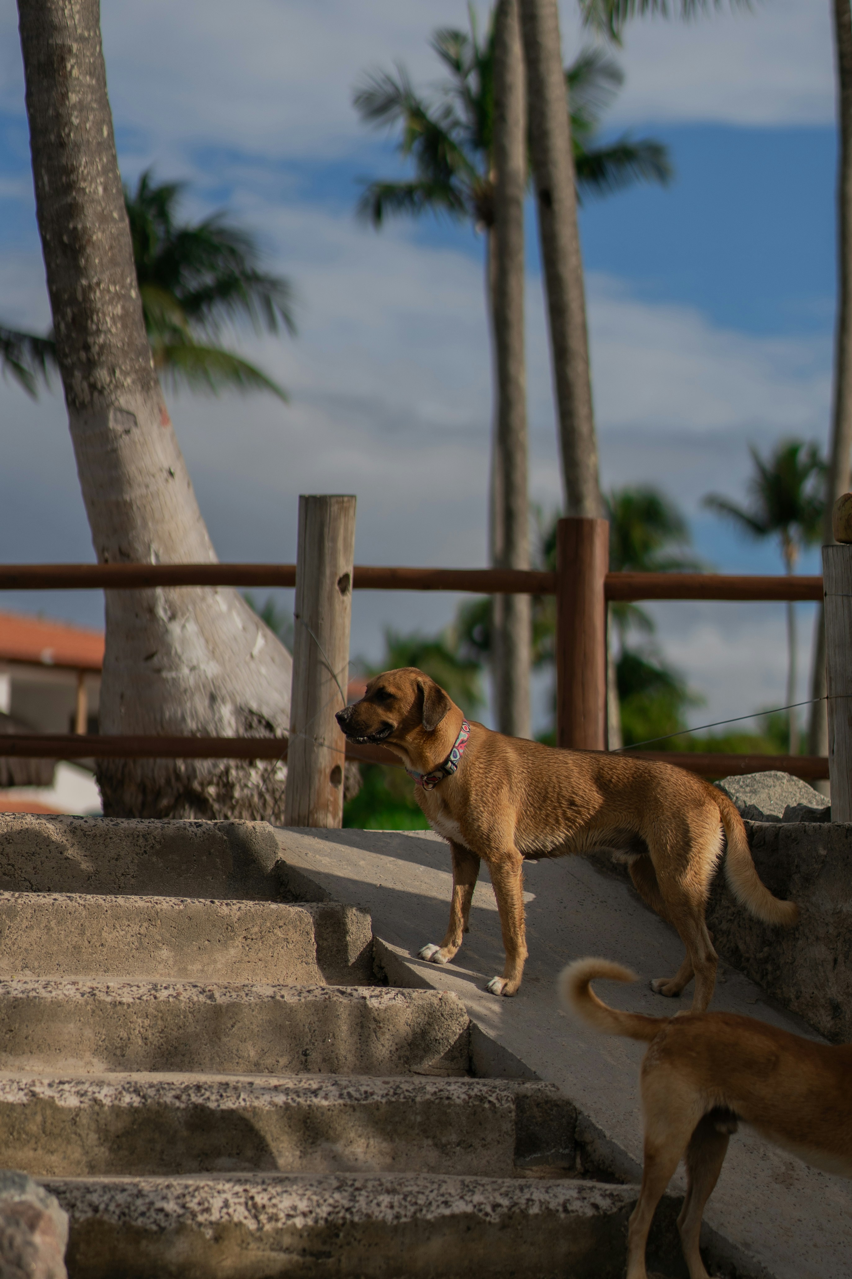 Terrier on Sunlit Steps: Palm-Framed Pause