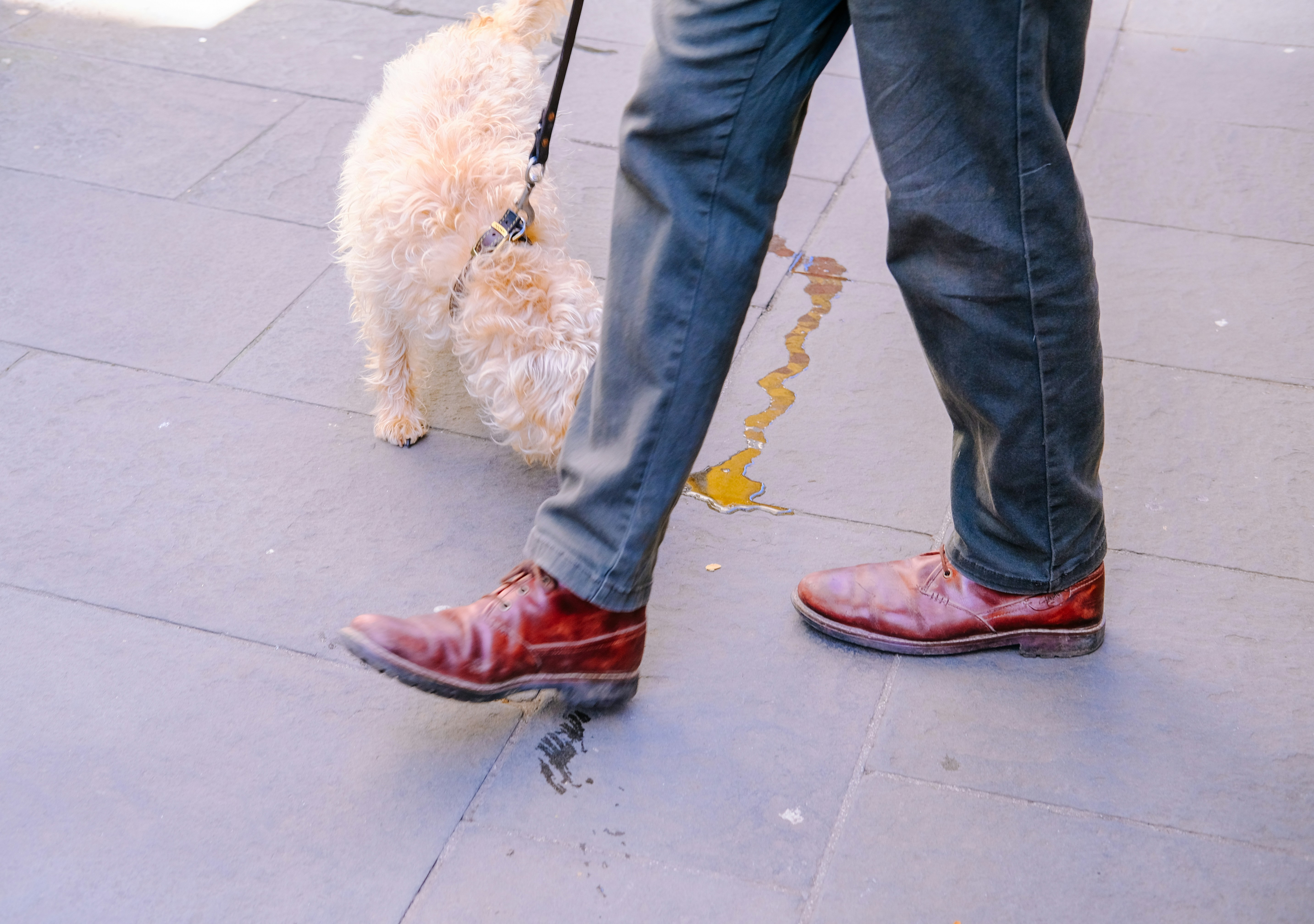 Stride and Leash: Burgundy Shoes Lead a Quiet City Walk