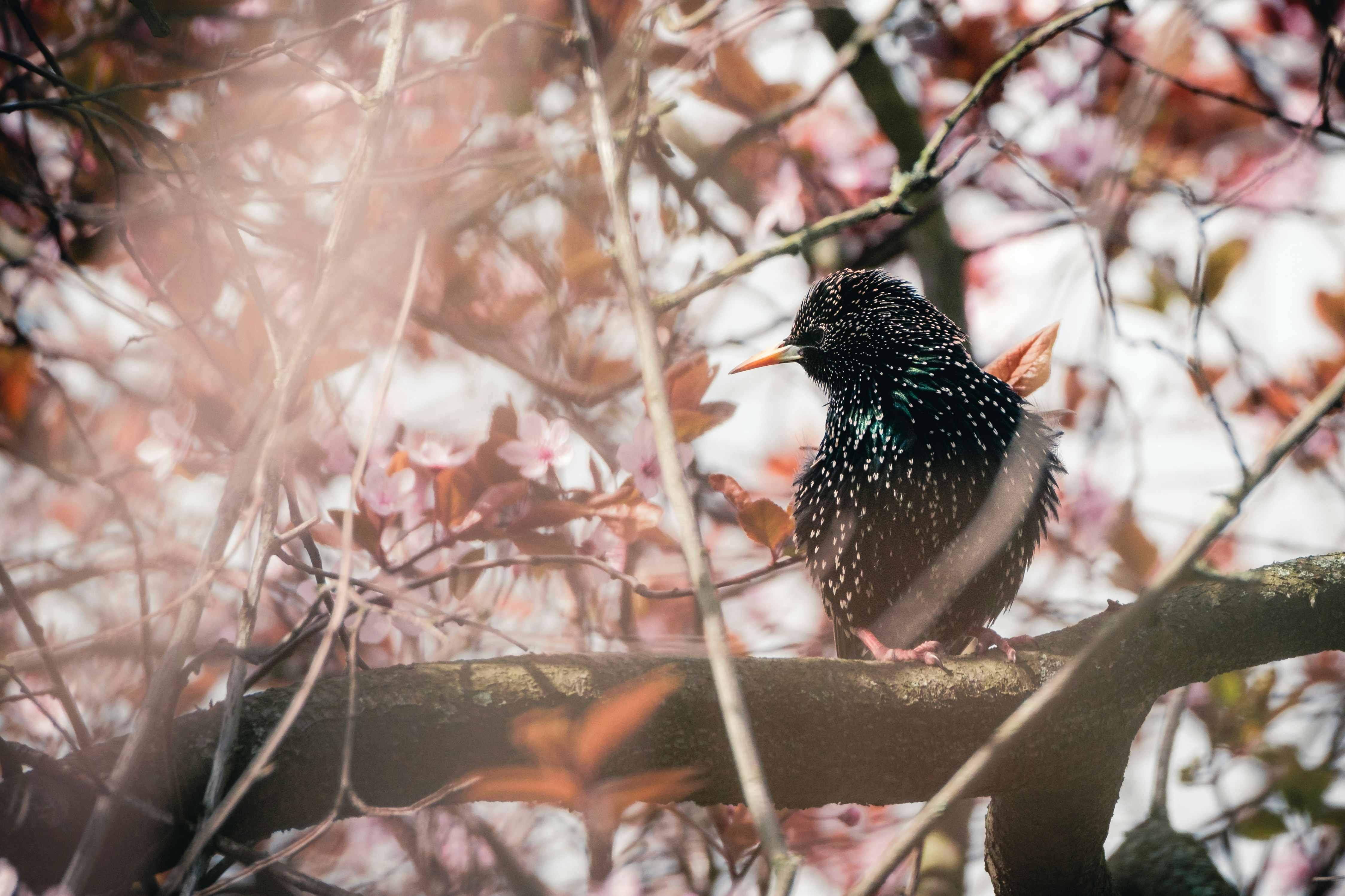 Iridescent Starling on a Pink-Cherry Blossom Branch