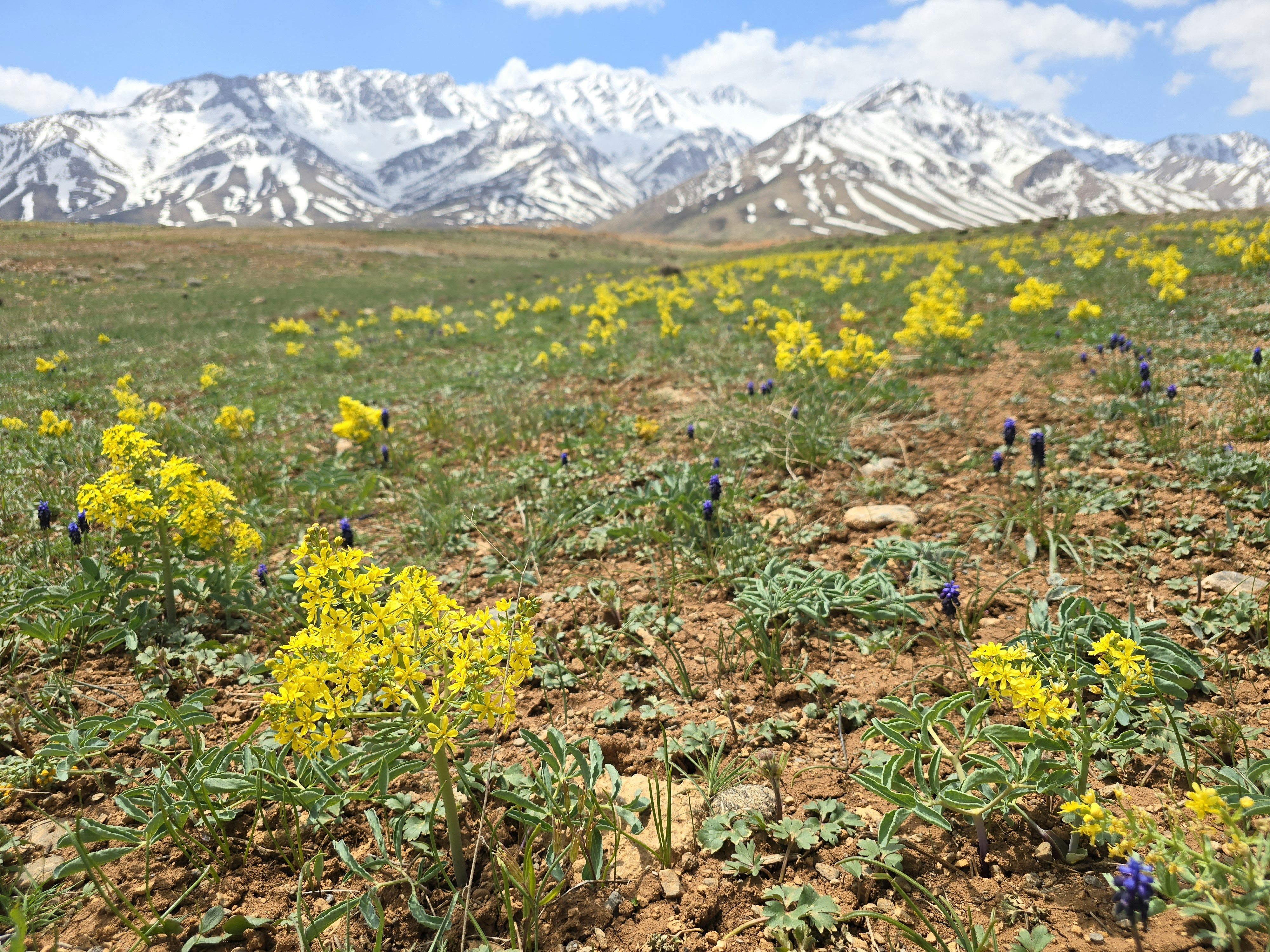 Canary Blooms at the Foot of Snowcapped Peaks