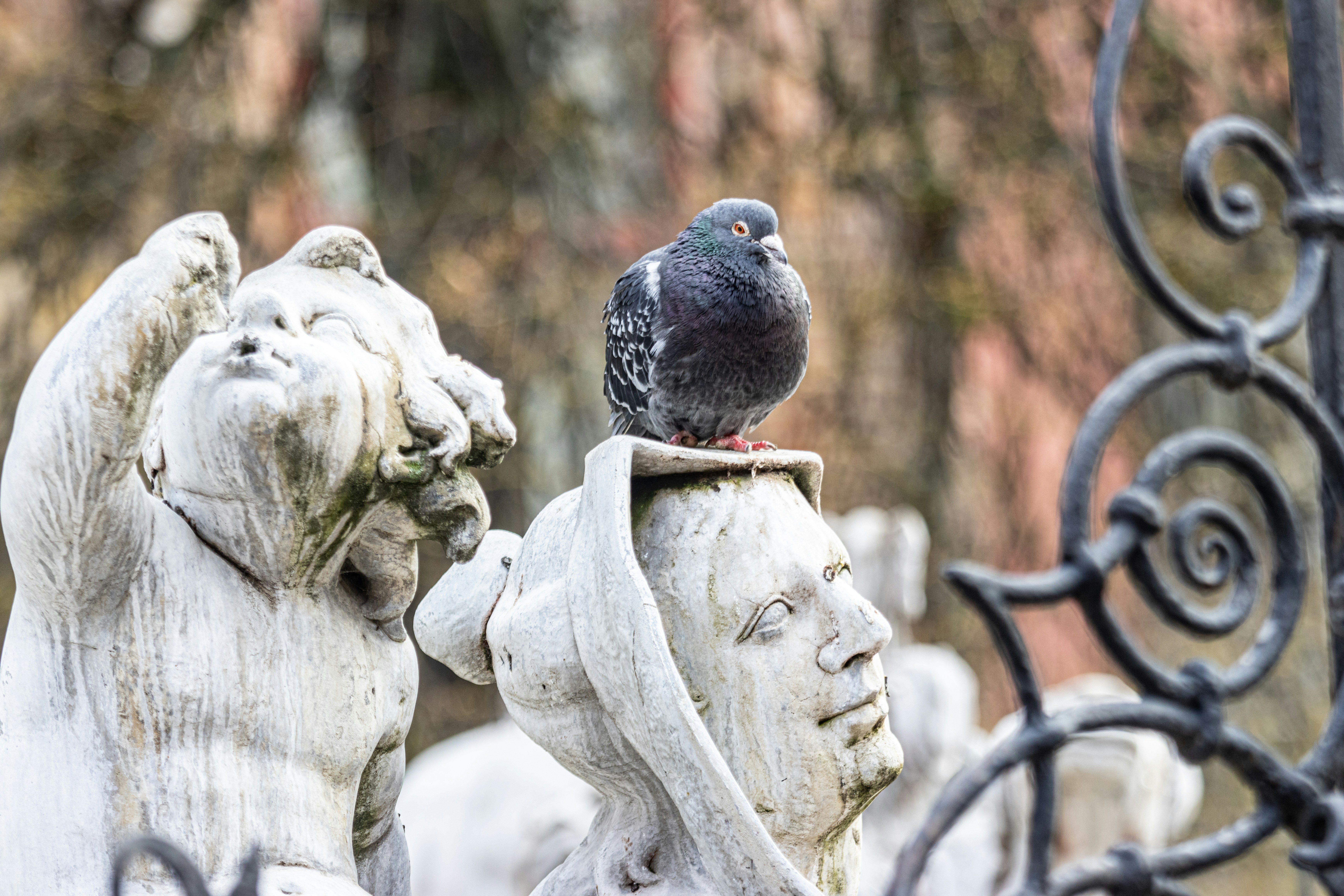 Pigeon Perch on a Weathered Stone Head Amid Ornate Ironwork
