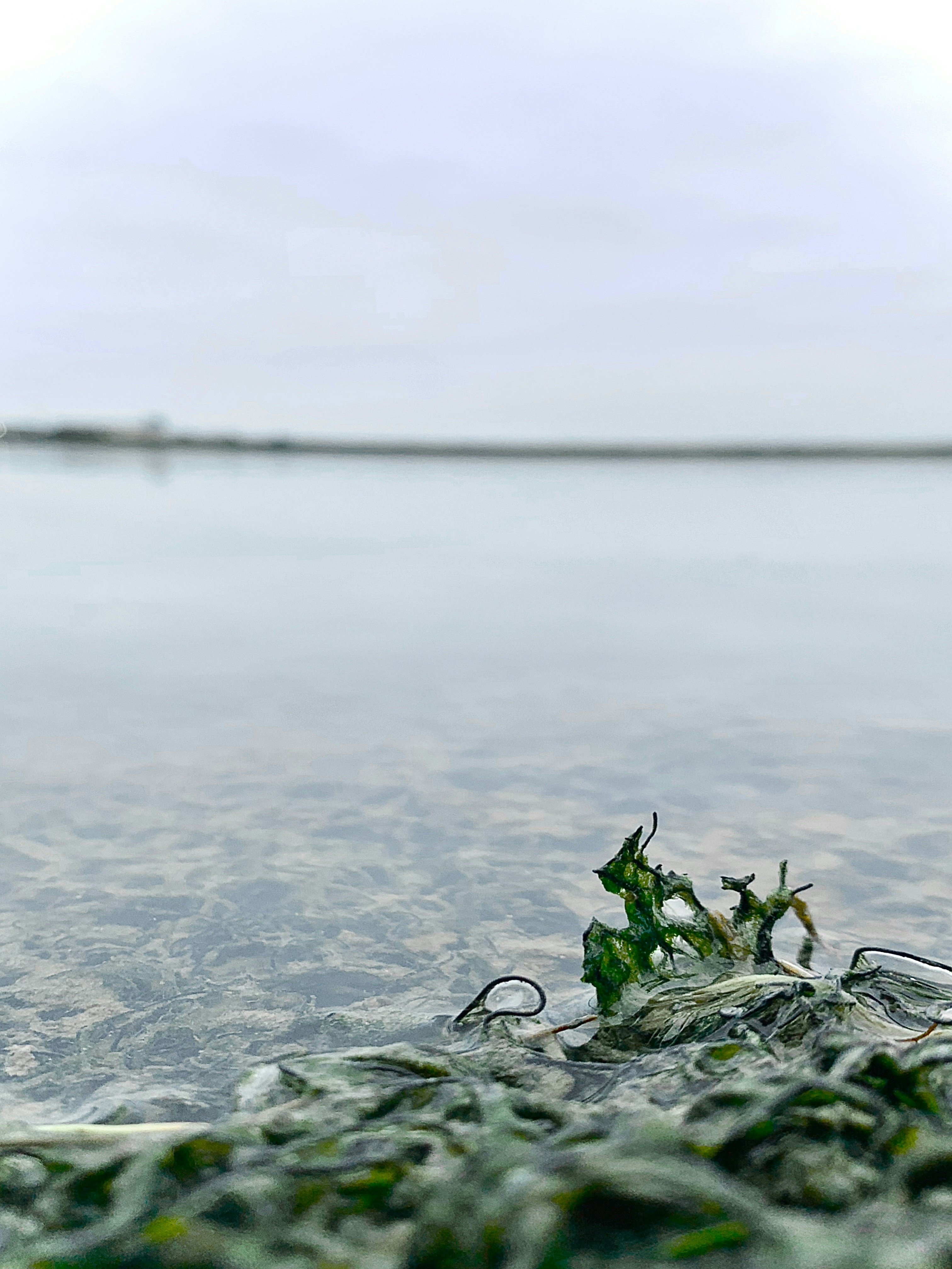 Seaweed Fringes at the Quiet Shoreline Under Pale, Misty Light