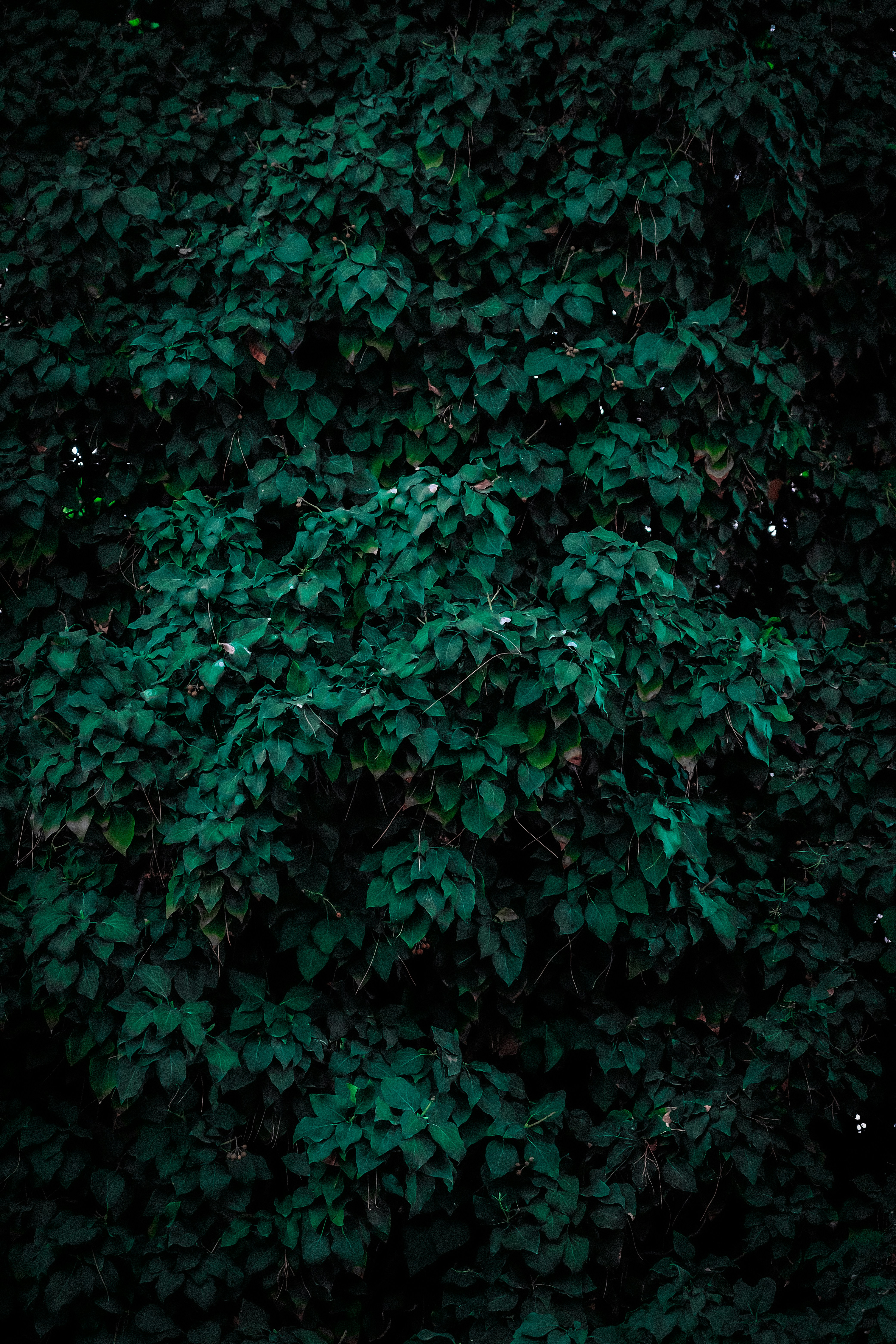 Emerald Veil: A Dense Ivy Wall in Dim Light