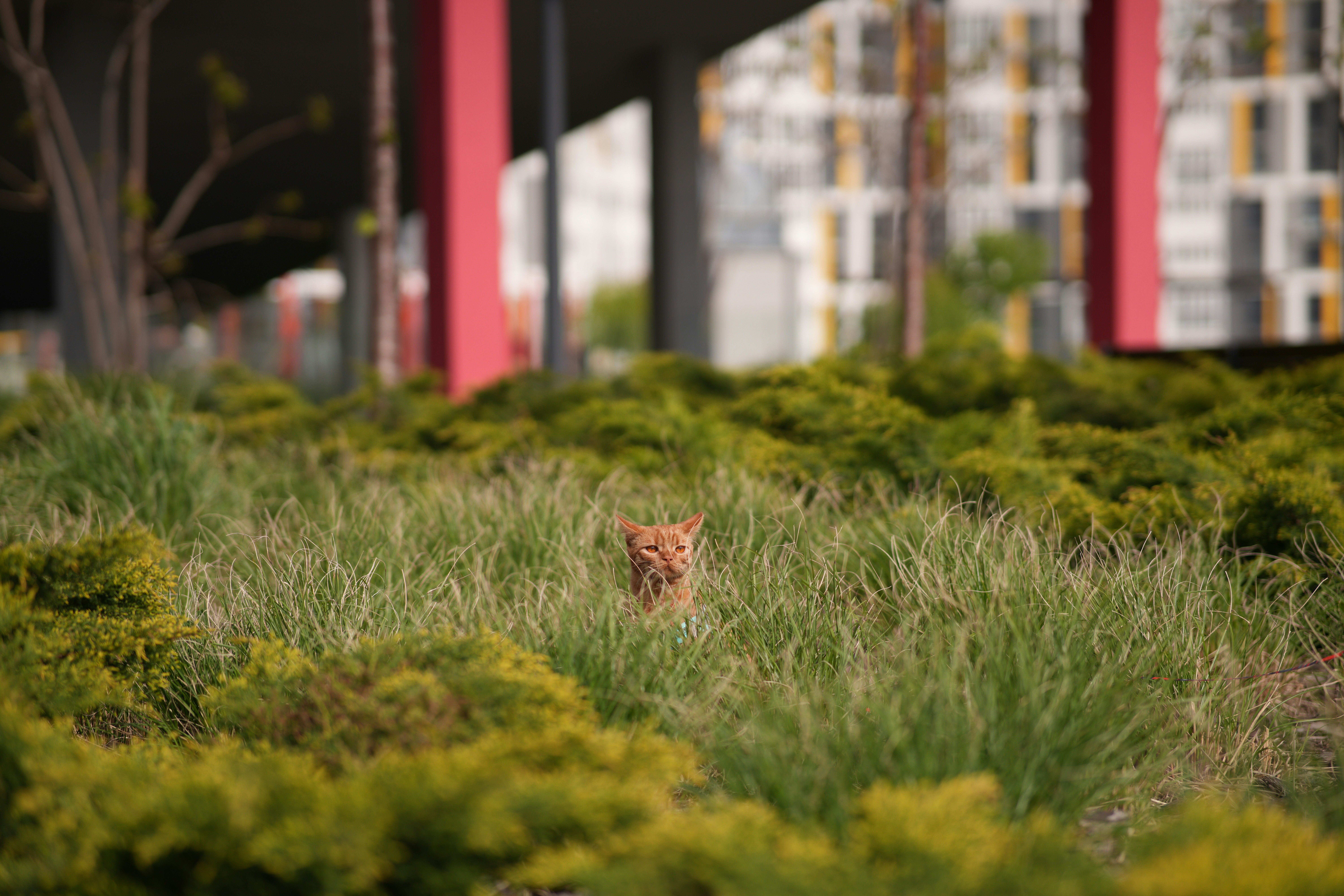 Fox Cub Peeks Through Park Grass as City Lights Loom Behind