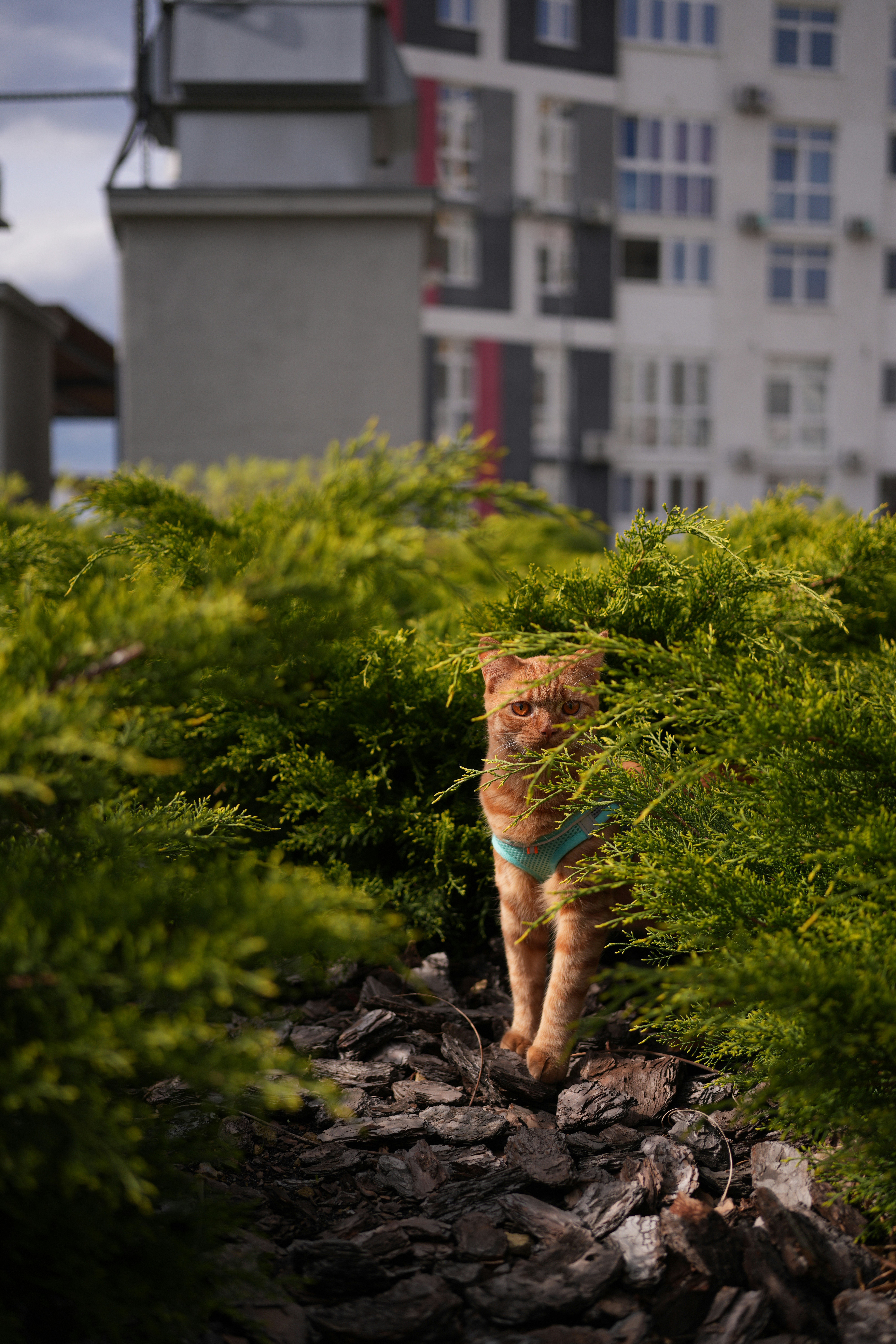 Peeking Tabby in the Green Corridor: A Quiet City Moment