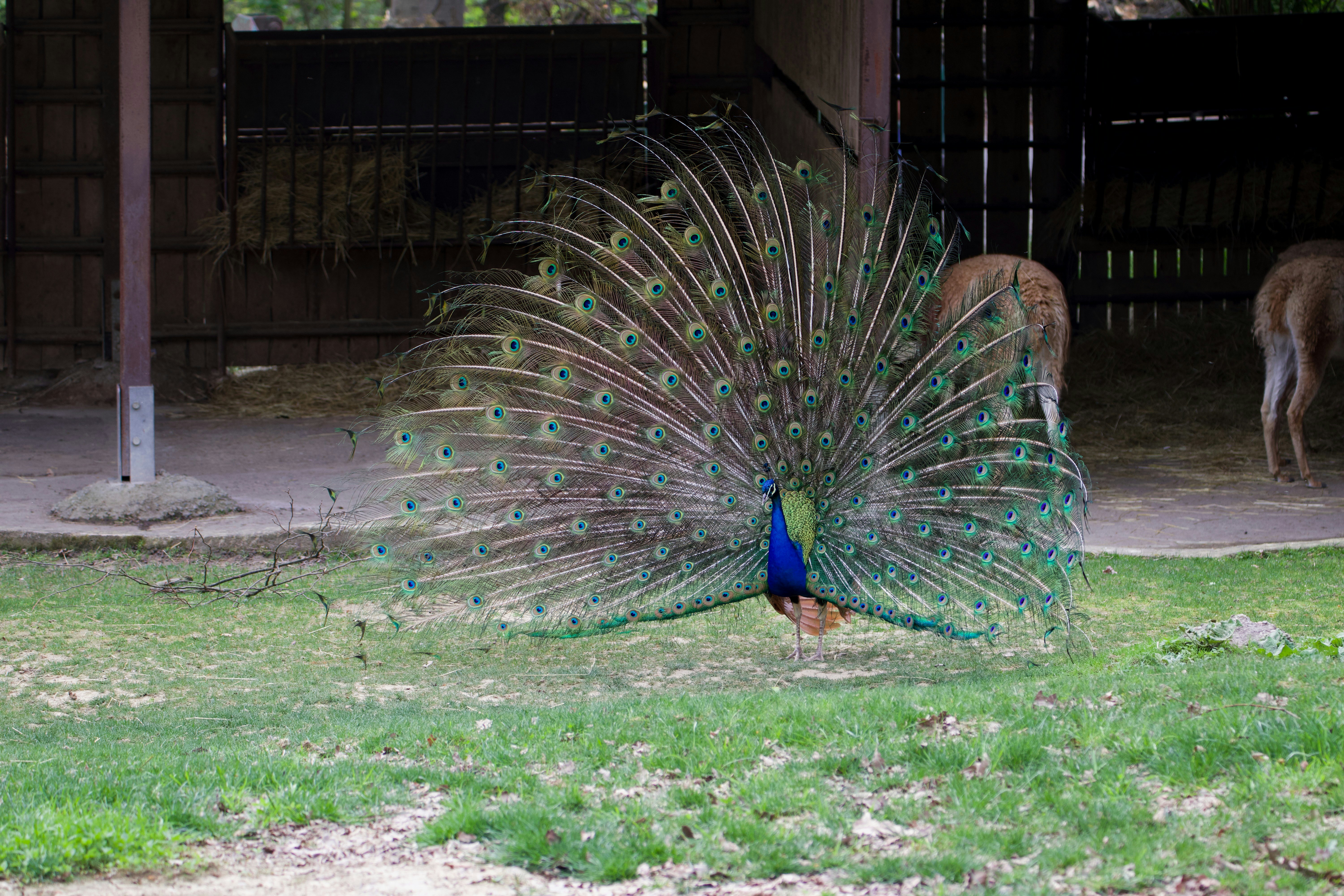 Emerald Display: A Peafowl Unfurls Its Crown Across a Rustic Yard
