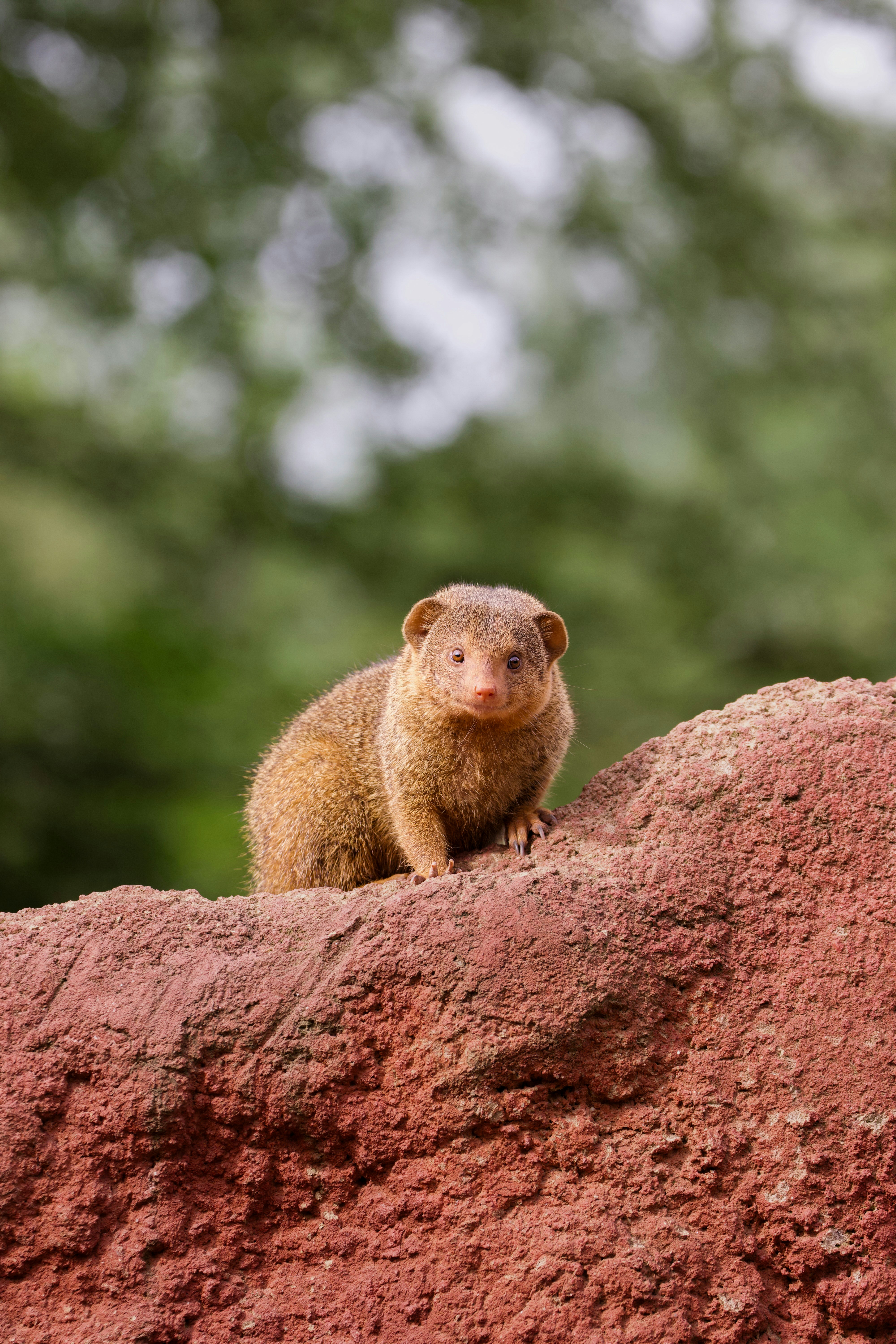 Morning Tumbling on Red Rock: A Dainty Mongoose Perched with Intent