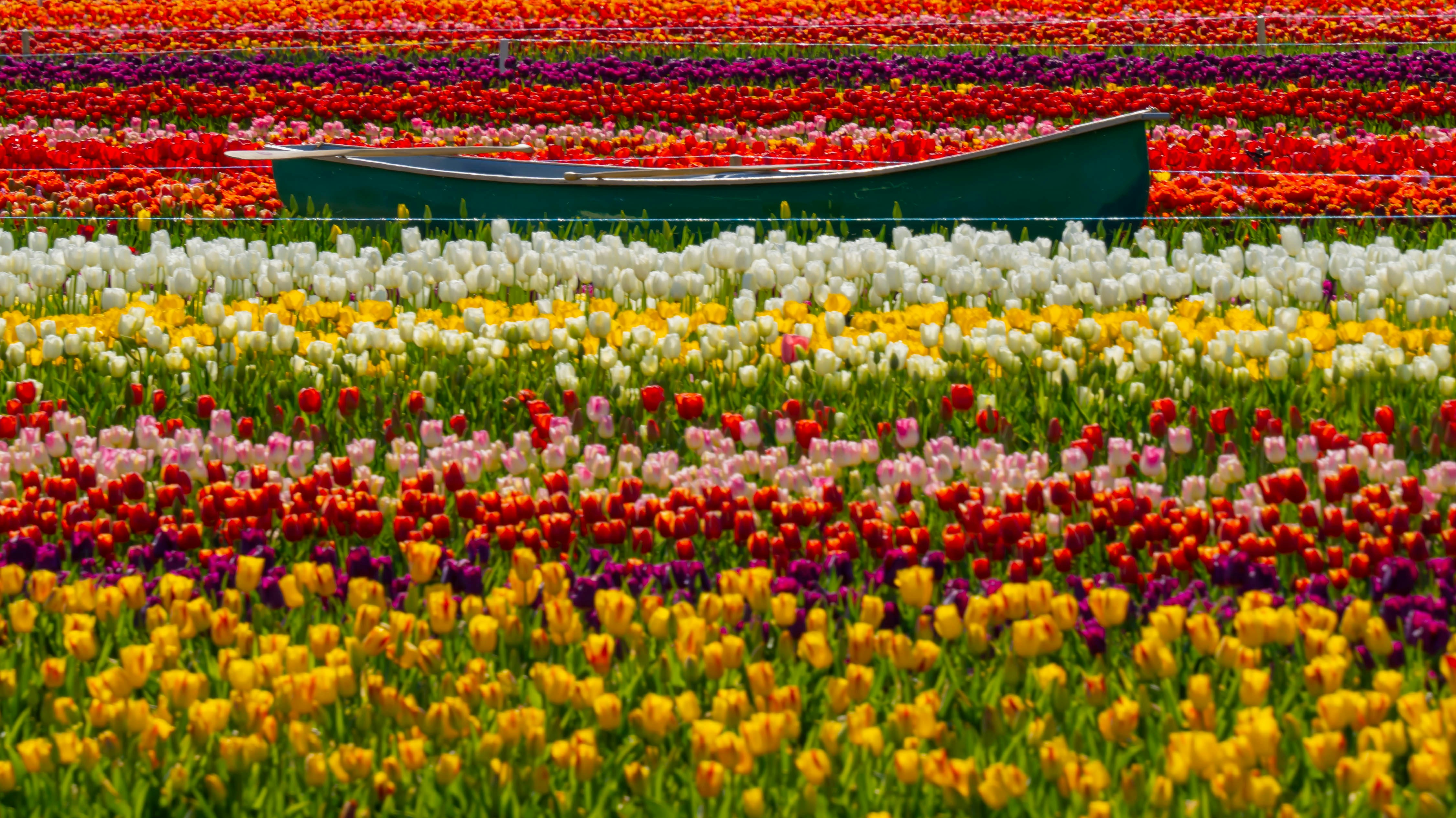 Boat Adrift Over a Sea of Tulips