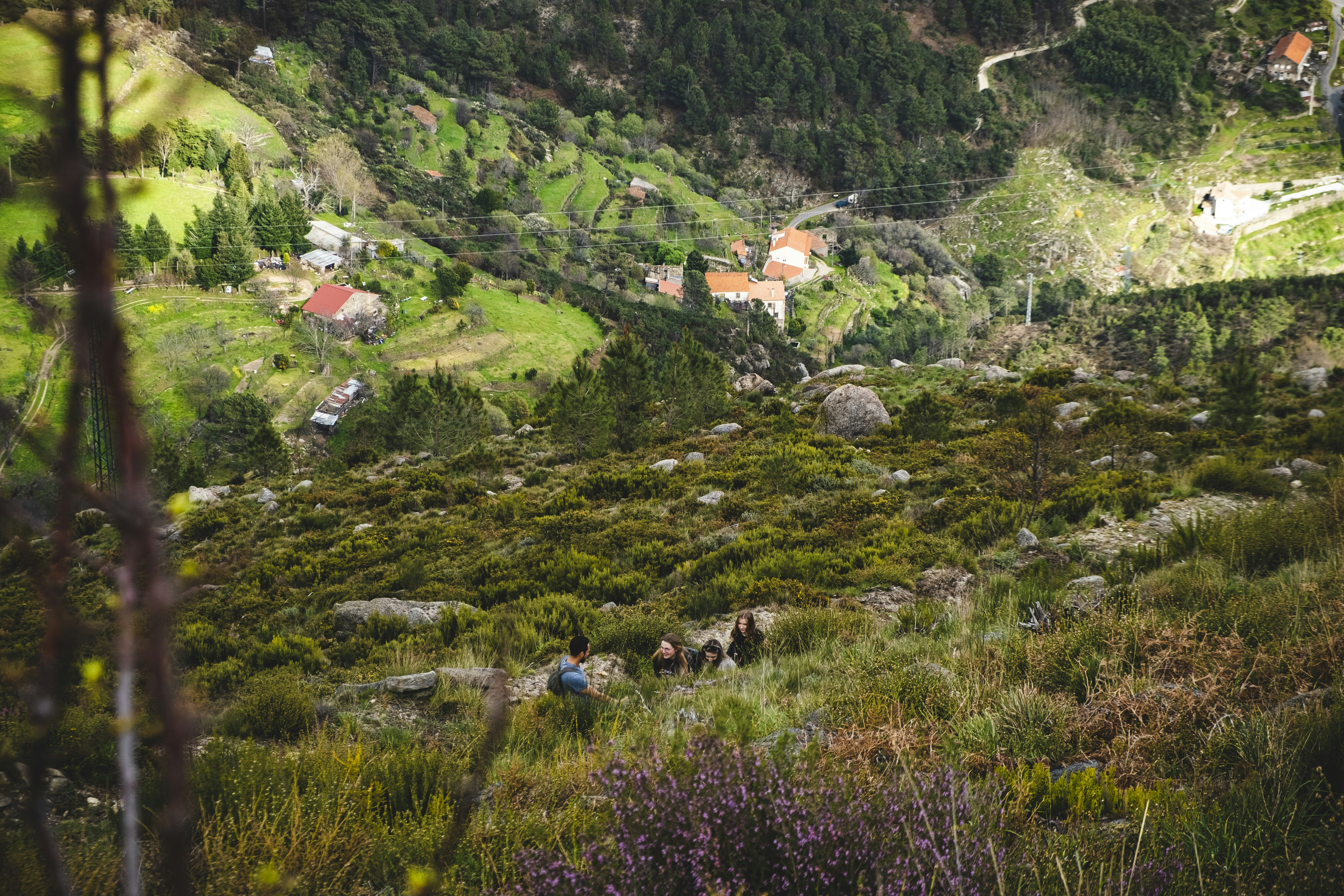 Journey Through the Verdant Hills