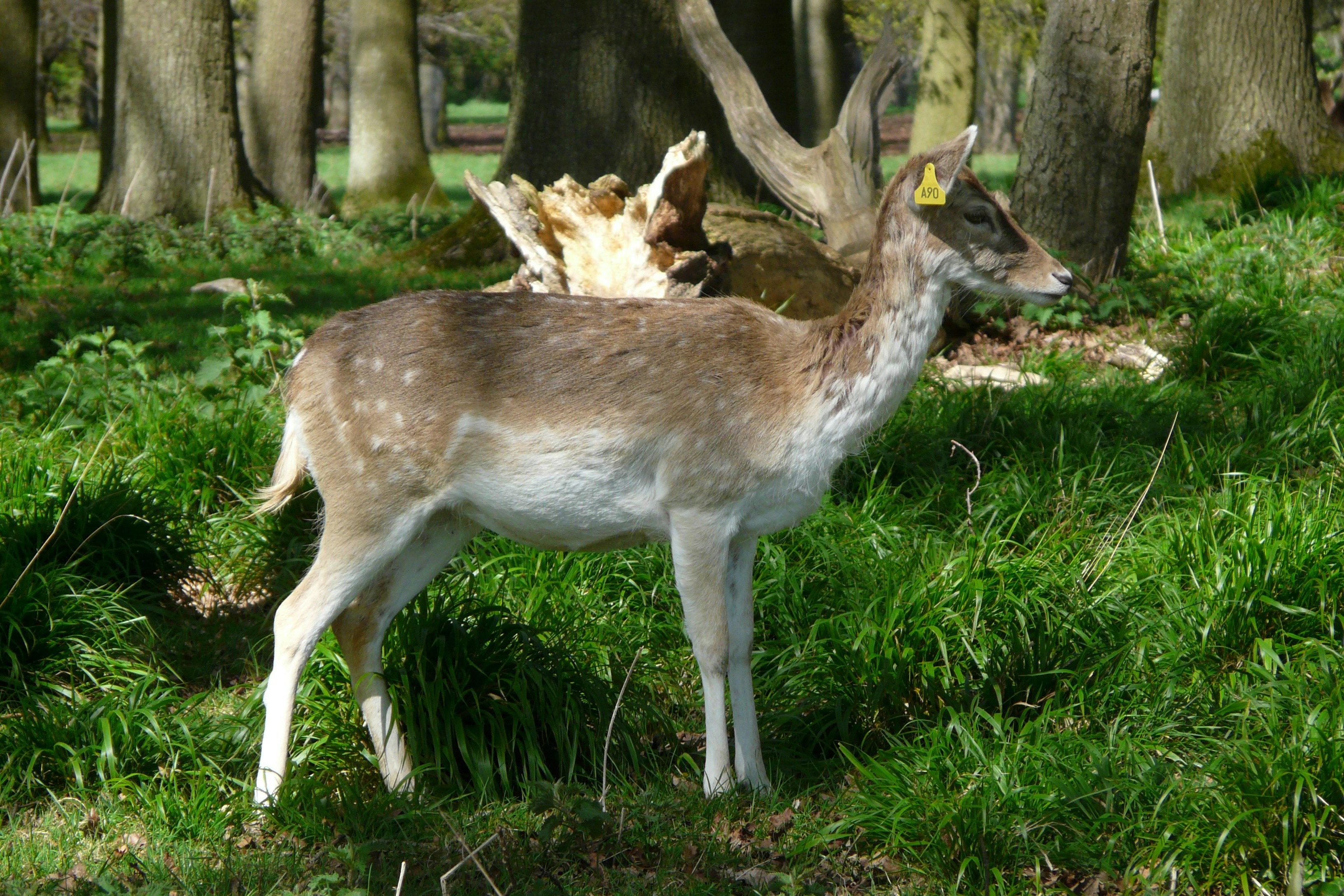 Deer standing in lush grass with trees and soft sunlight filtering through the canopy.